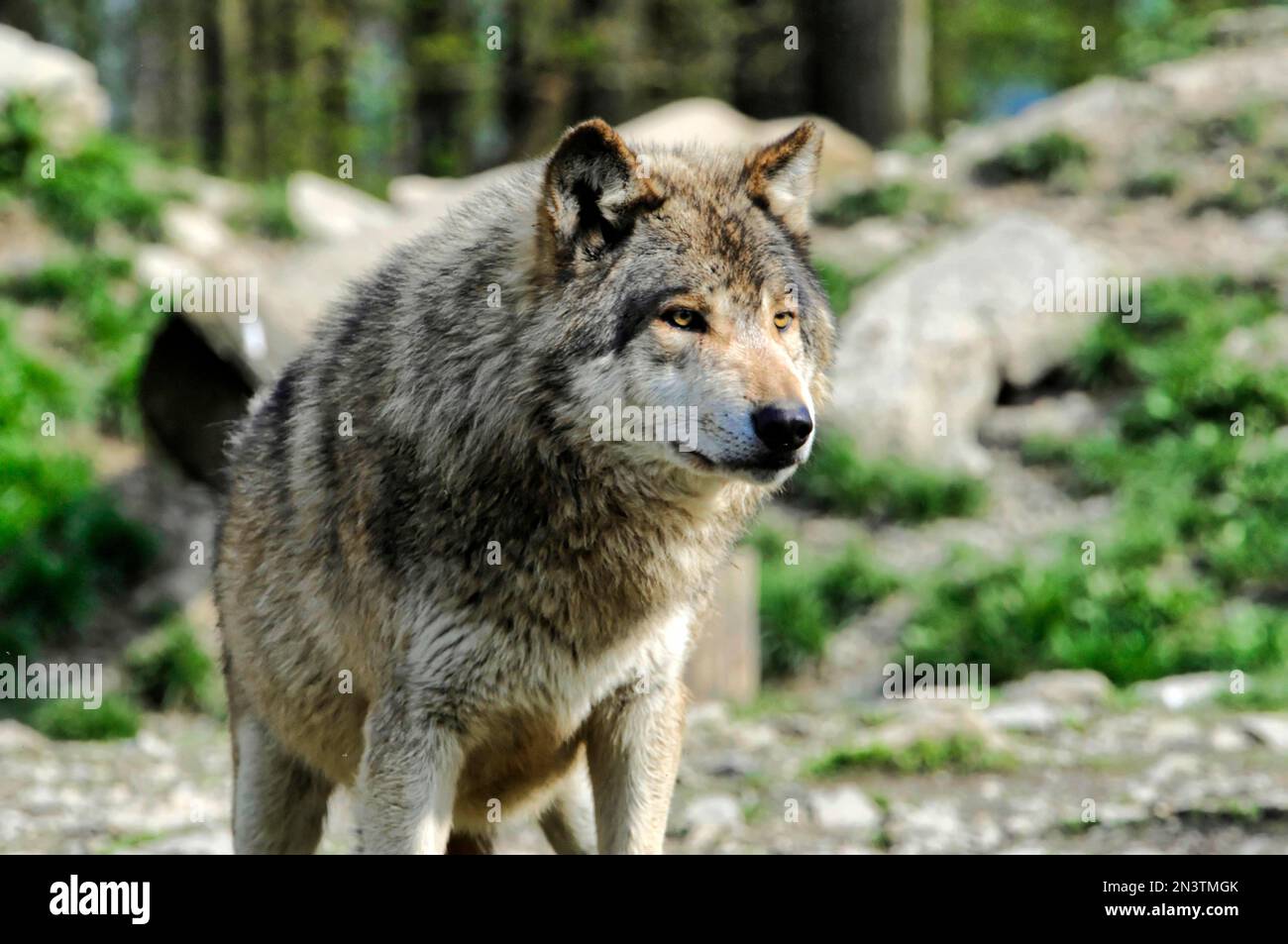 Mackenzie valley wolves (Canis lupus occidentalis), Captive, Germany ...