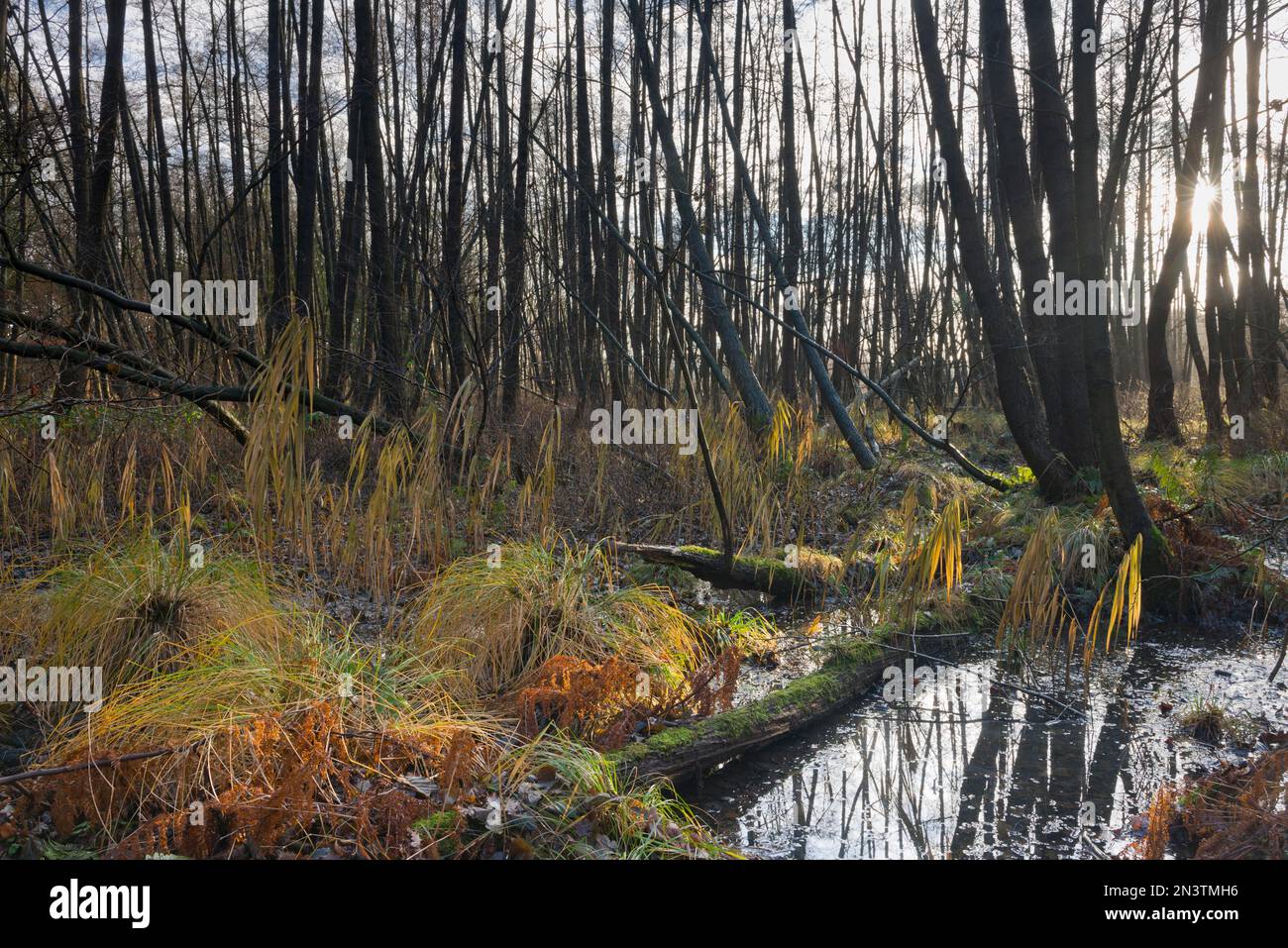 Alder carr alnus glutinosa betulaceae hi-res stock photography and ...