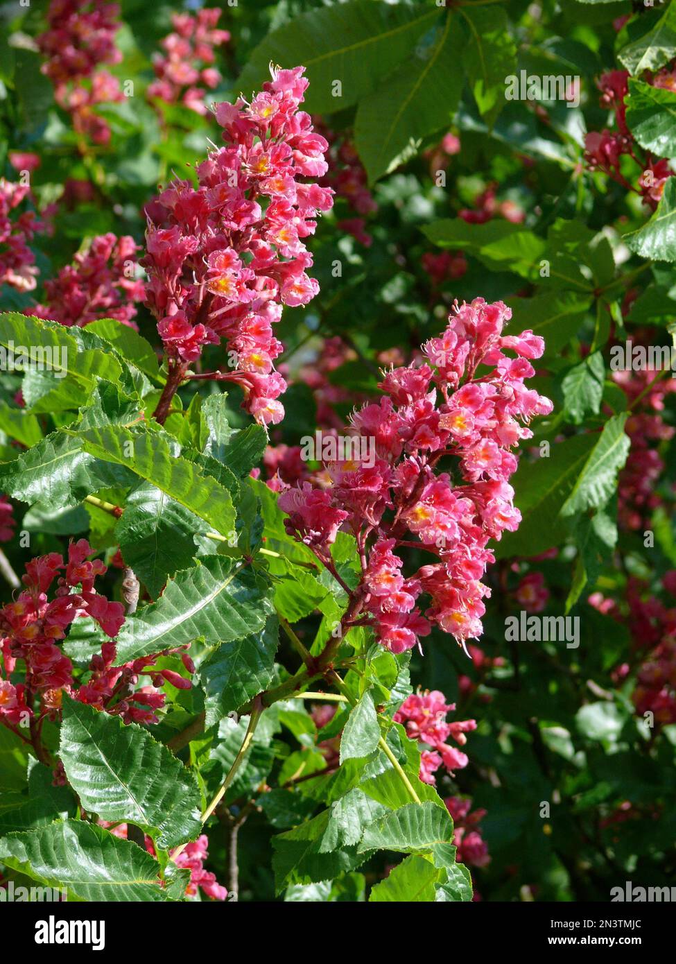 Red-flowered Horse Chestnut, Meat Red Horse Chestnut, red horse ...