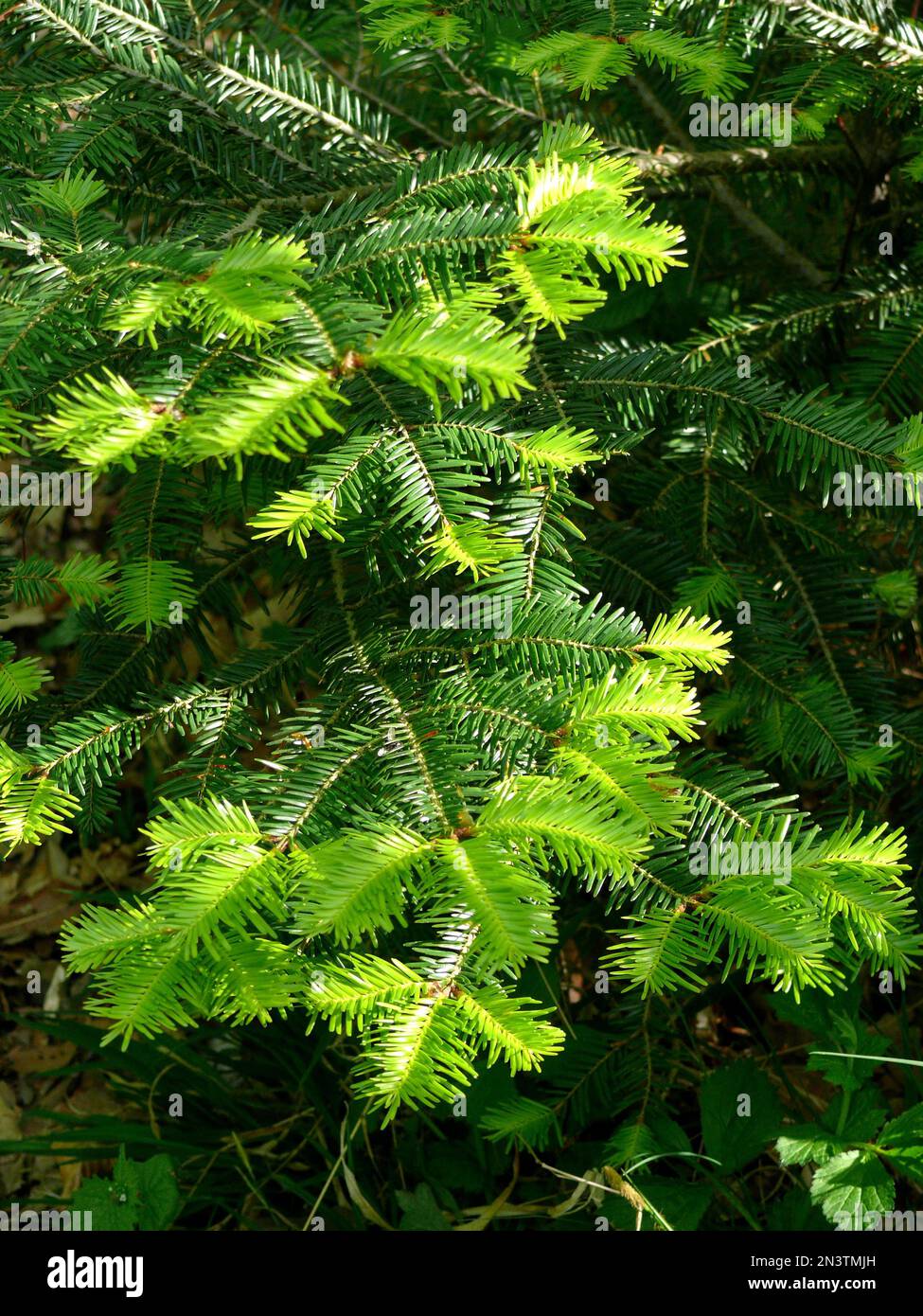Branch of a pine tree, scots pine (Pinus sylvestris), Scots pine, Scots ...