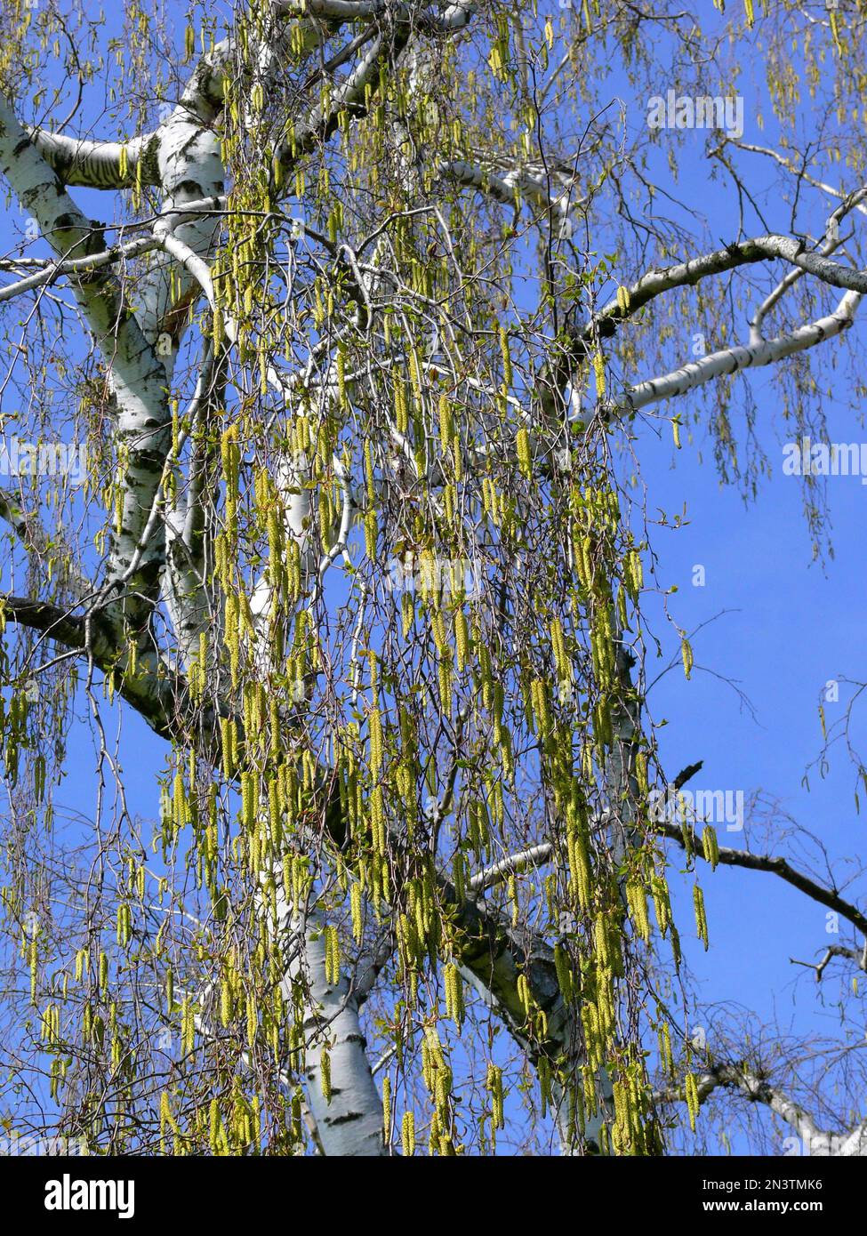 Ornamental birch tree hi-res stock photography and images - Alamy