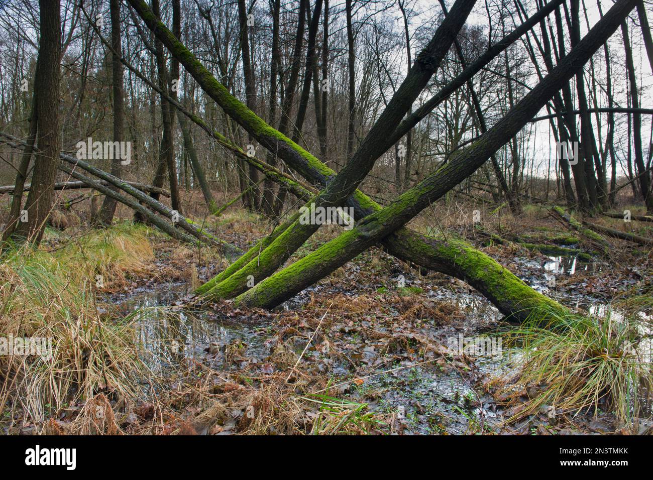 alder marsh (Alnus glutinosa), Emsland, Lower Saxony, Germany Stock ...