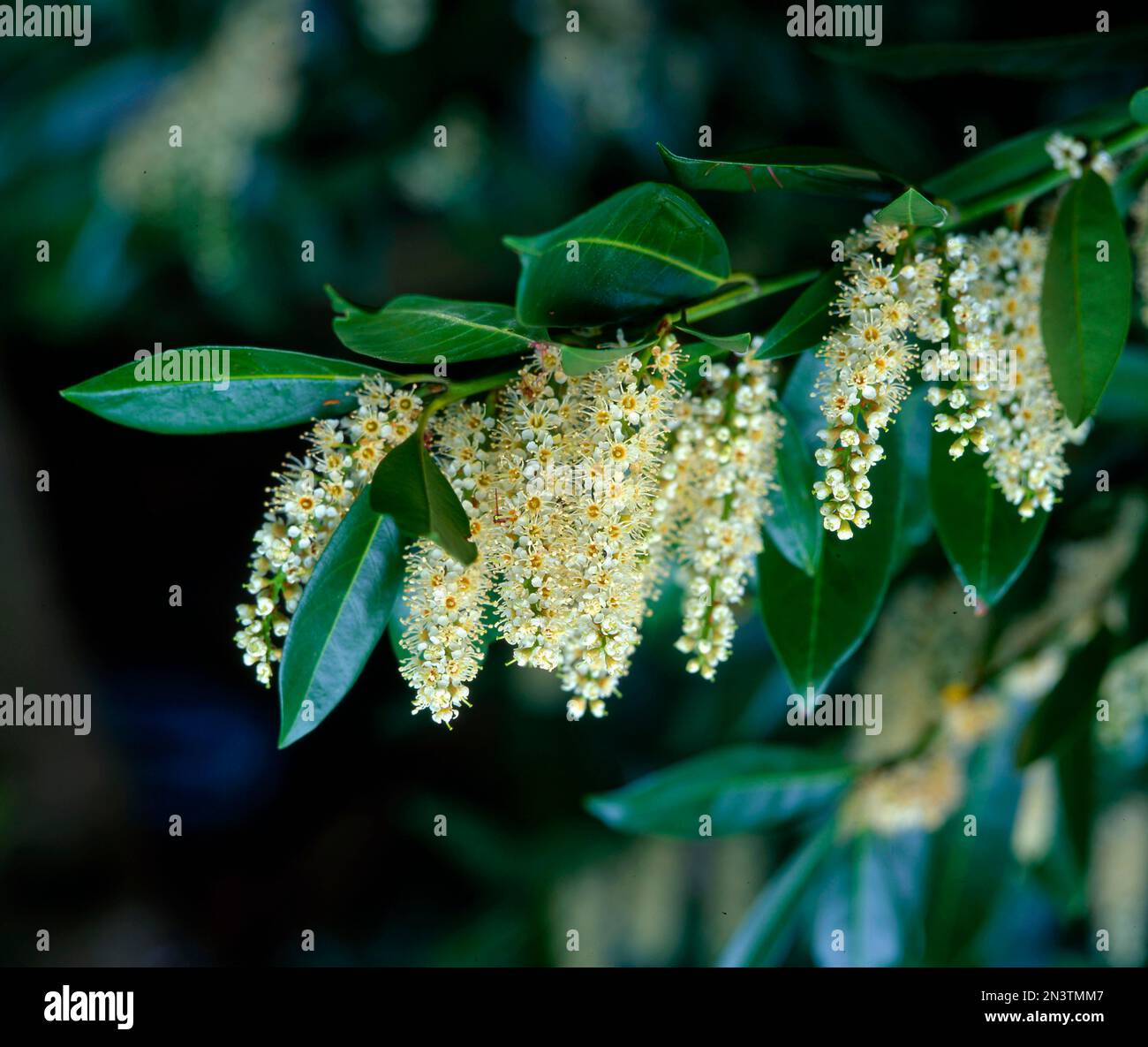 Cherry laurel (Prunus laurocerasus), cherry laurel, flowers Stock Photo ...