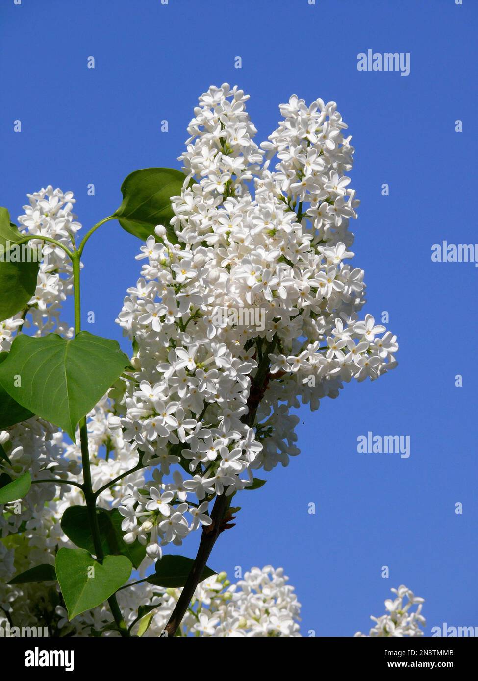 White syringa tree hi-res stock photography and images - Alamy