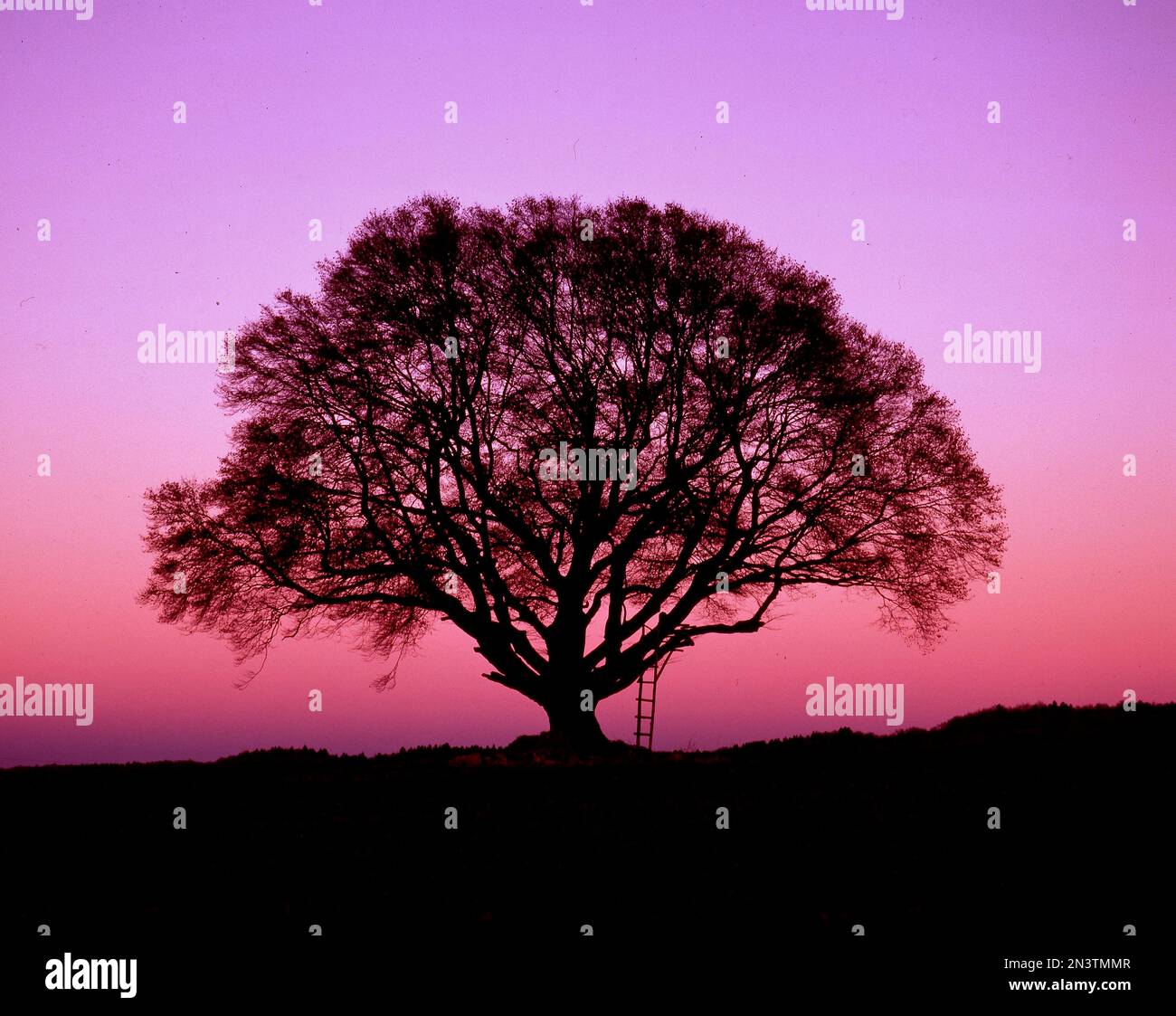 Tree in the sunset Stock Photo - Alamy