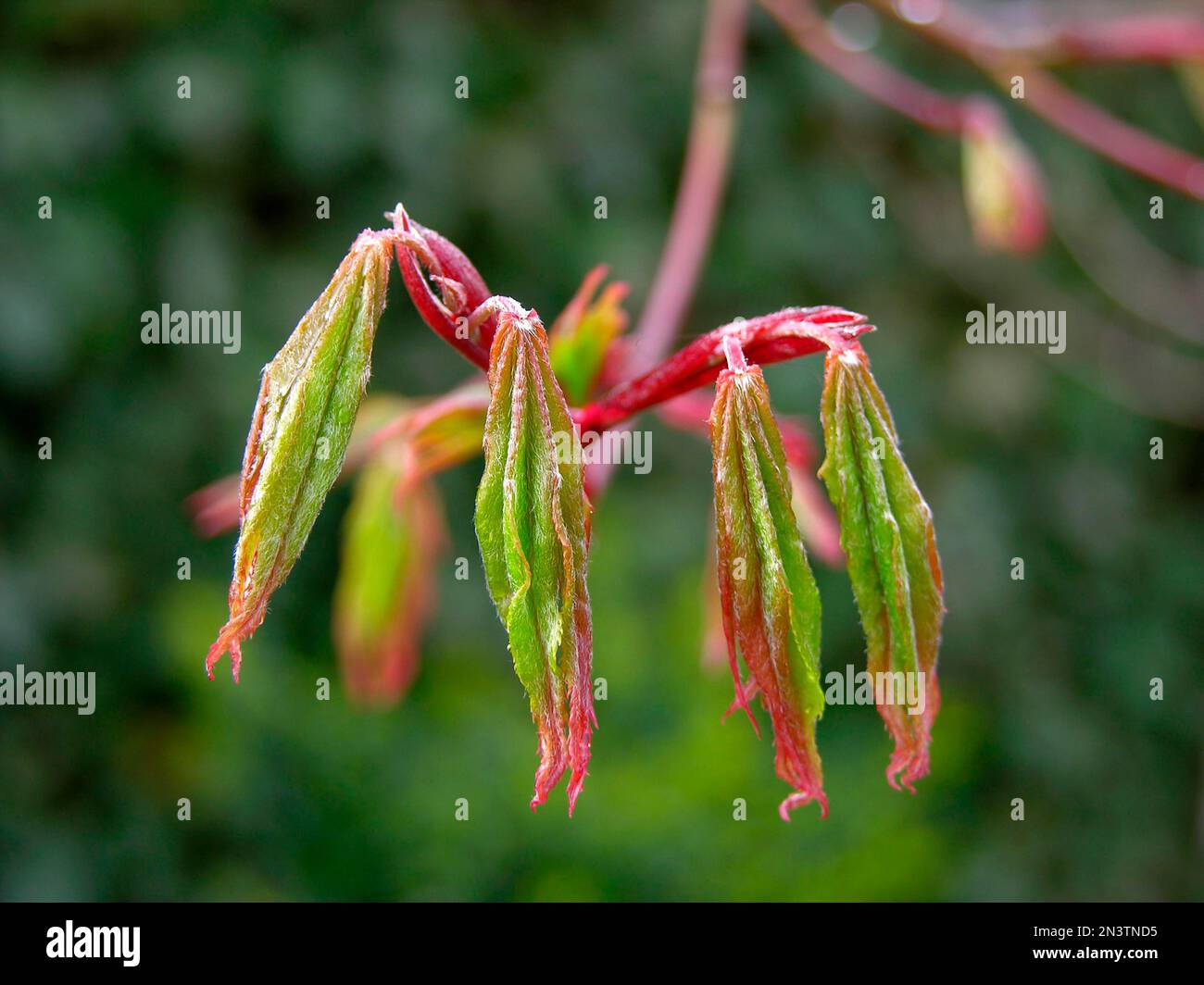 New shoot, Japanese maple (Acer), Maple new shoot momo Japanese Pointed ...