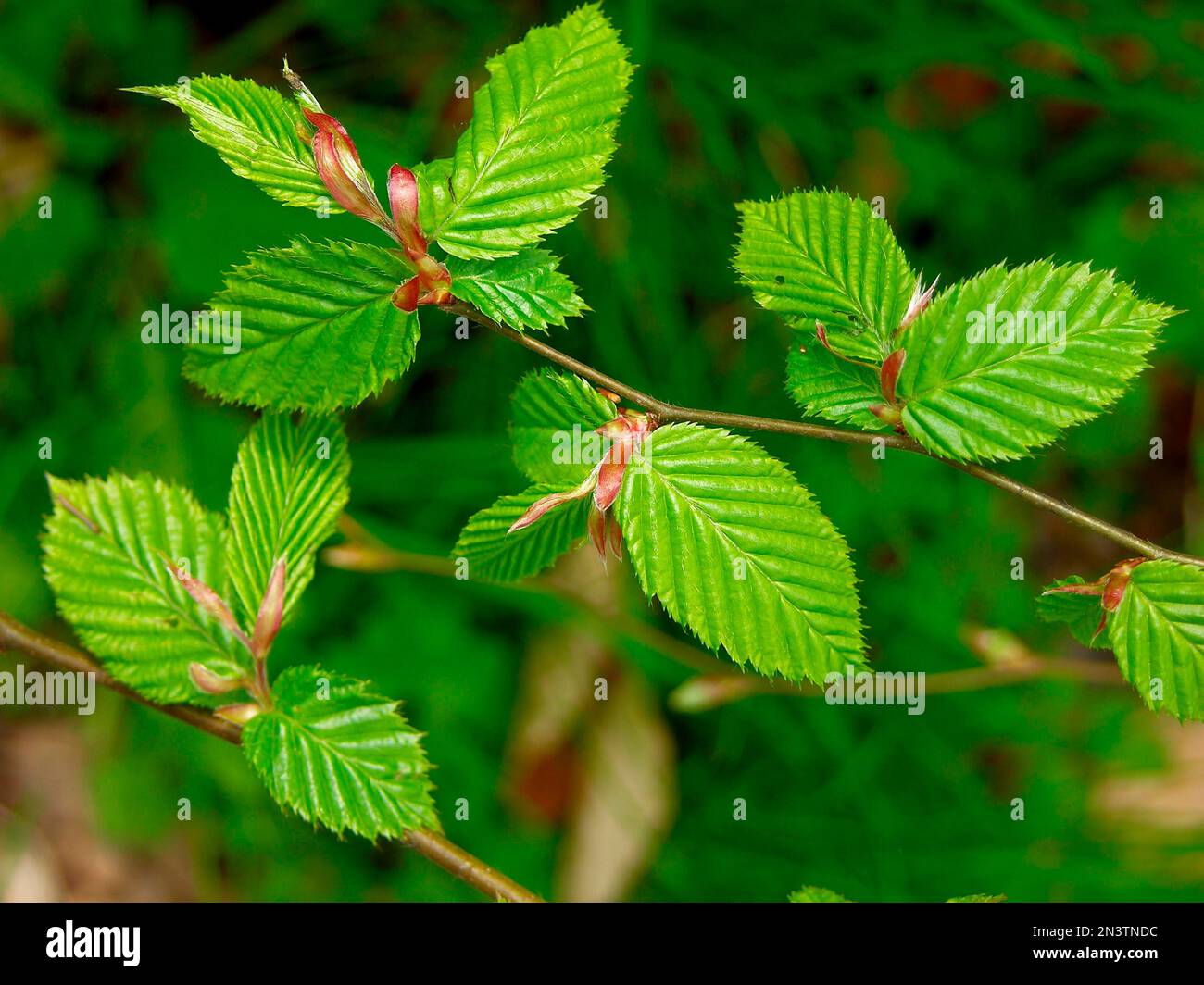 New shoots, beech Stock Photo - Alamy