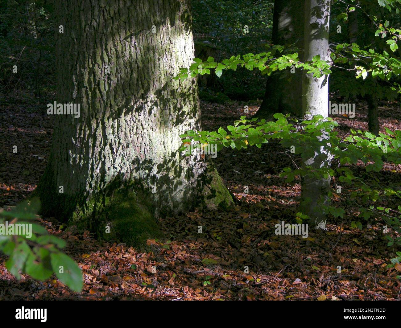 Green beech leaf with beech, copper beech (Fagus sylvatica) tree trunk ...