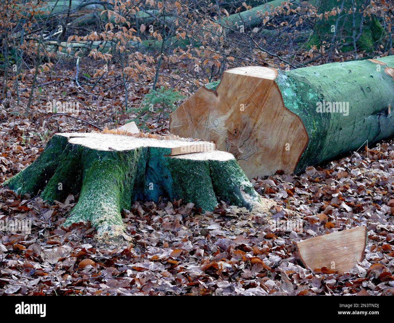 In winter log tree stump hi-res stock photography and images - Alamy