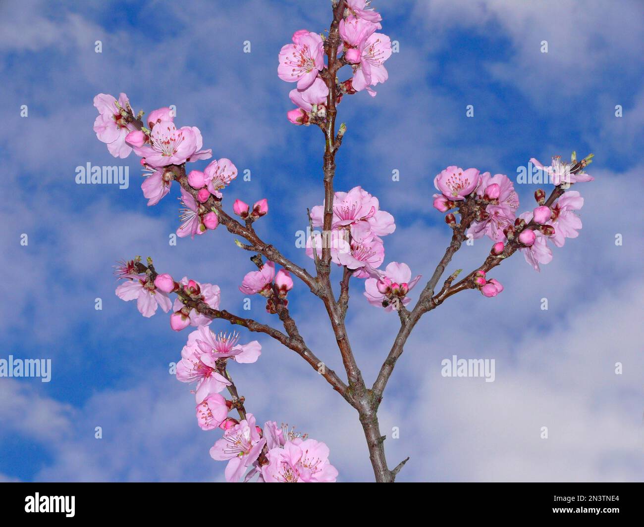Almond tree (Prunus dulcis) blossom, spring bloomer, almond tree (syn ...