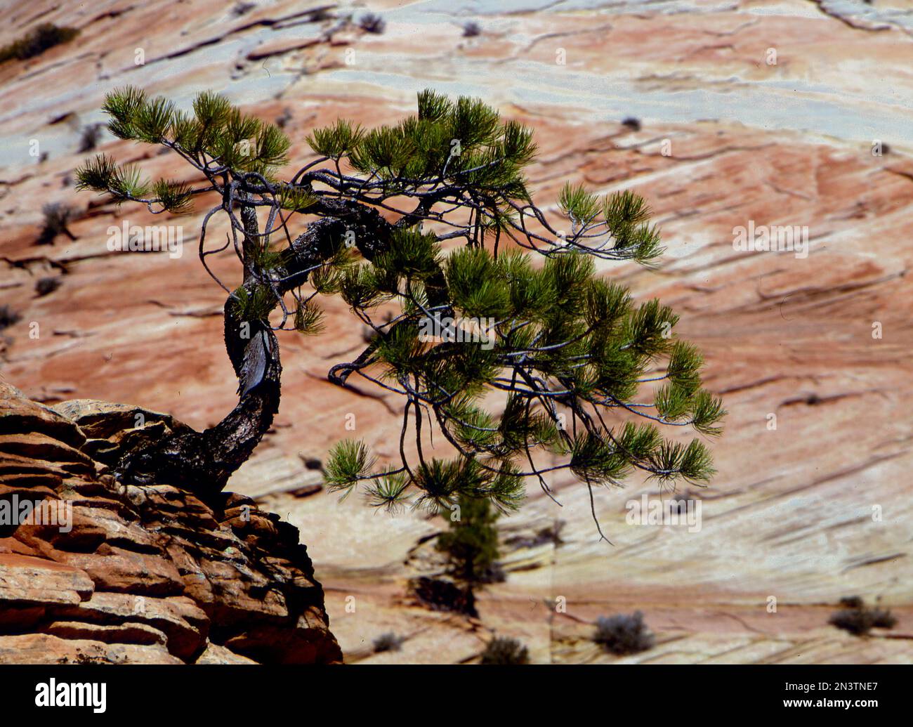 Tree pine rock face hi-res stock photography and images - Alamy
