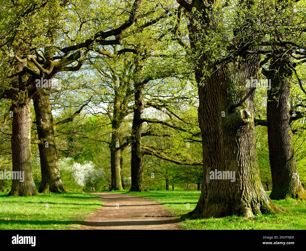 Spring budding oak tree hi-res stock photography and images - Alamy