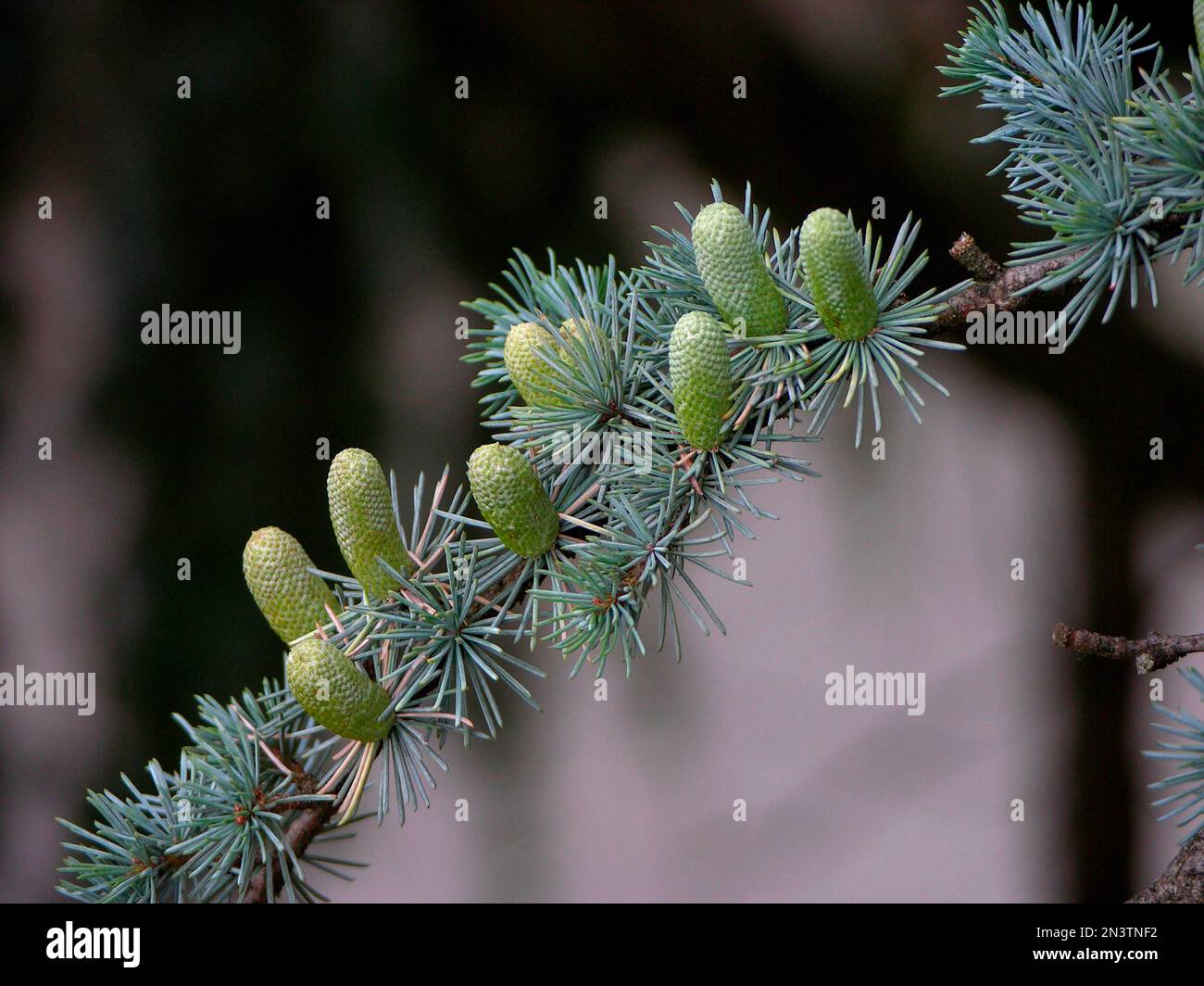 Blue atlas cedar (Cedrus atlantica), young cones Stock Photo - Alamy