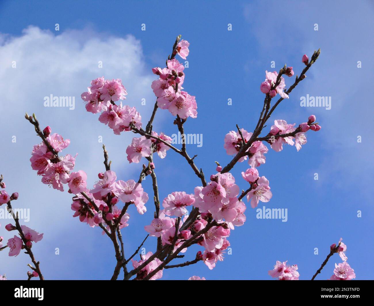 Almond tree (Prunus dulcis) blossom, spring bloomer, almond tree (syn ...