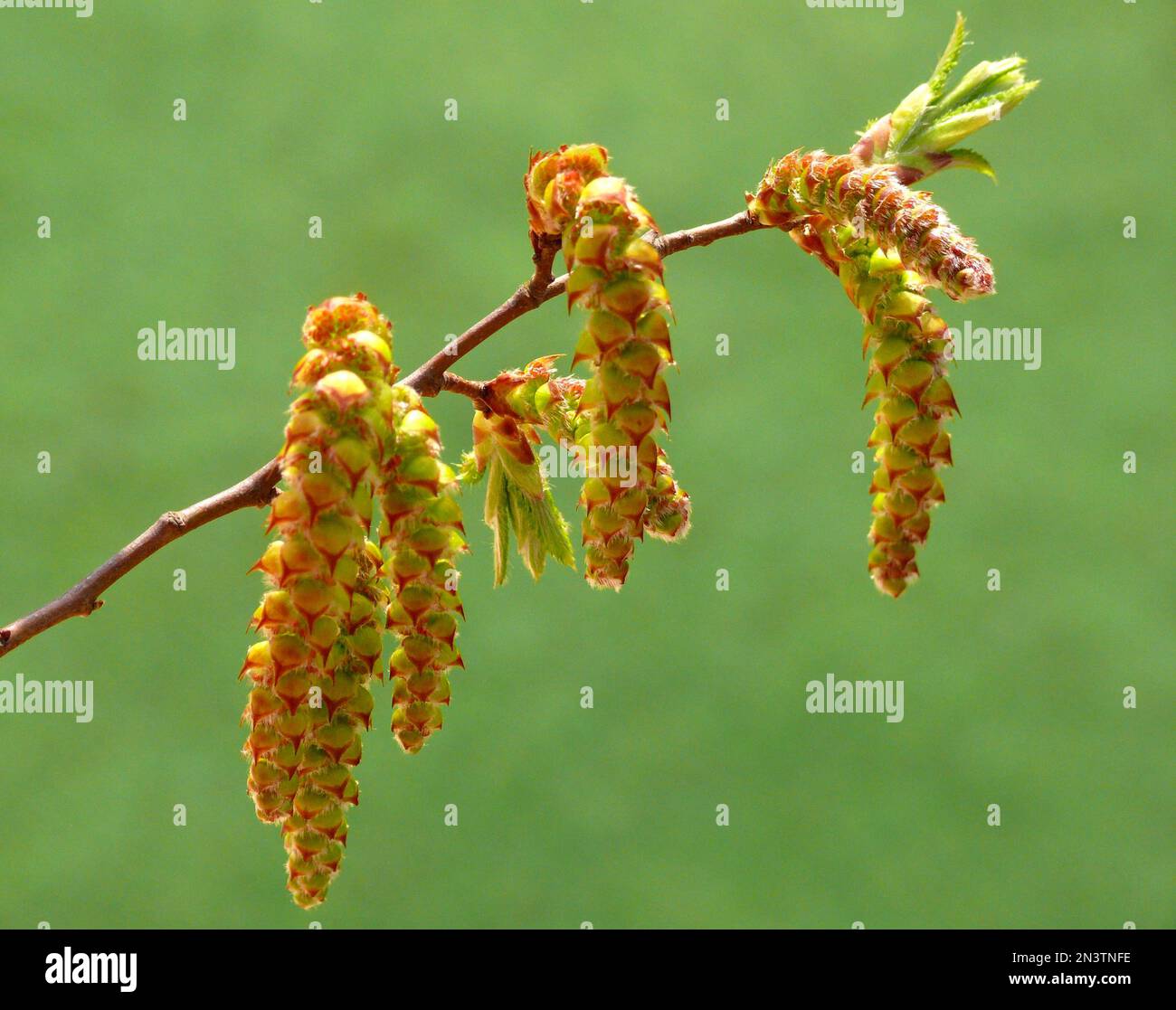 Alder catkin, alder blossom of black alder (Alnus glutinosa), black ...
