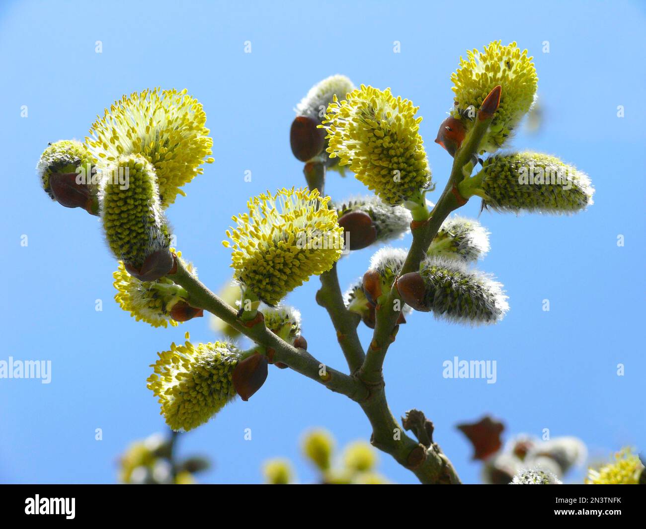 Willow in flower, willow catkins, spring bloomers, sal goat willow ...