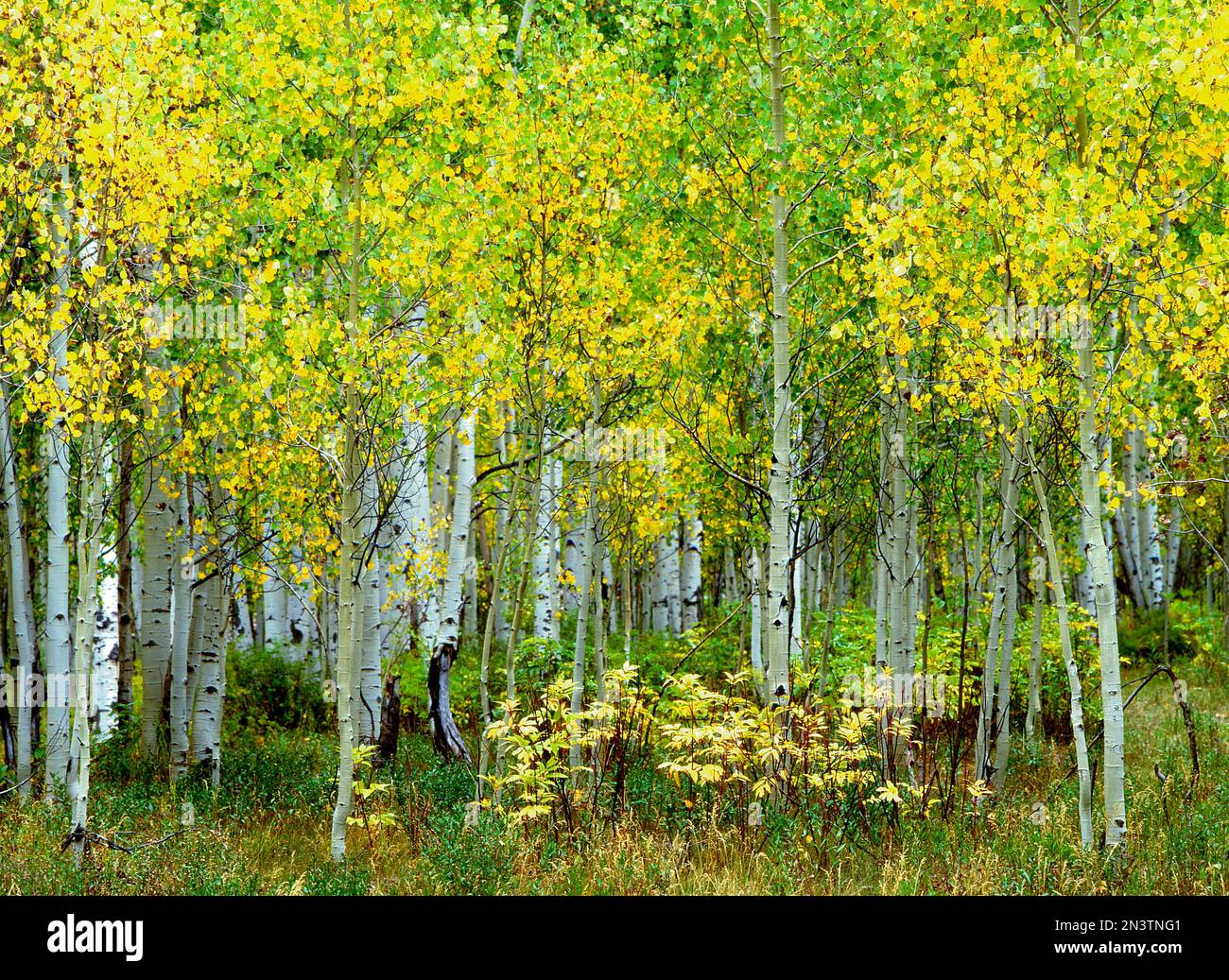 Flowering birch grove in spring Stock Photo - Alamy