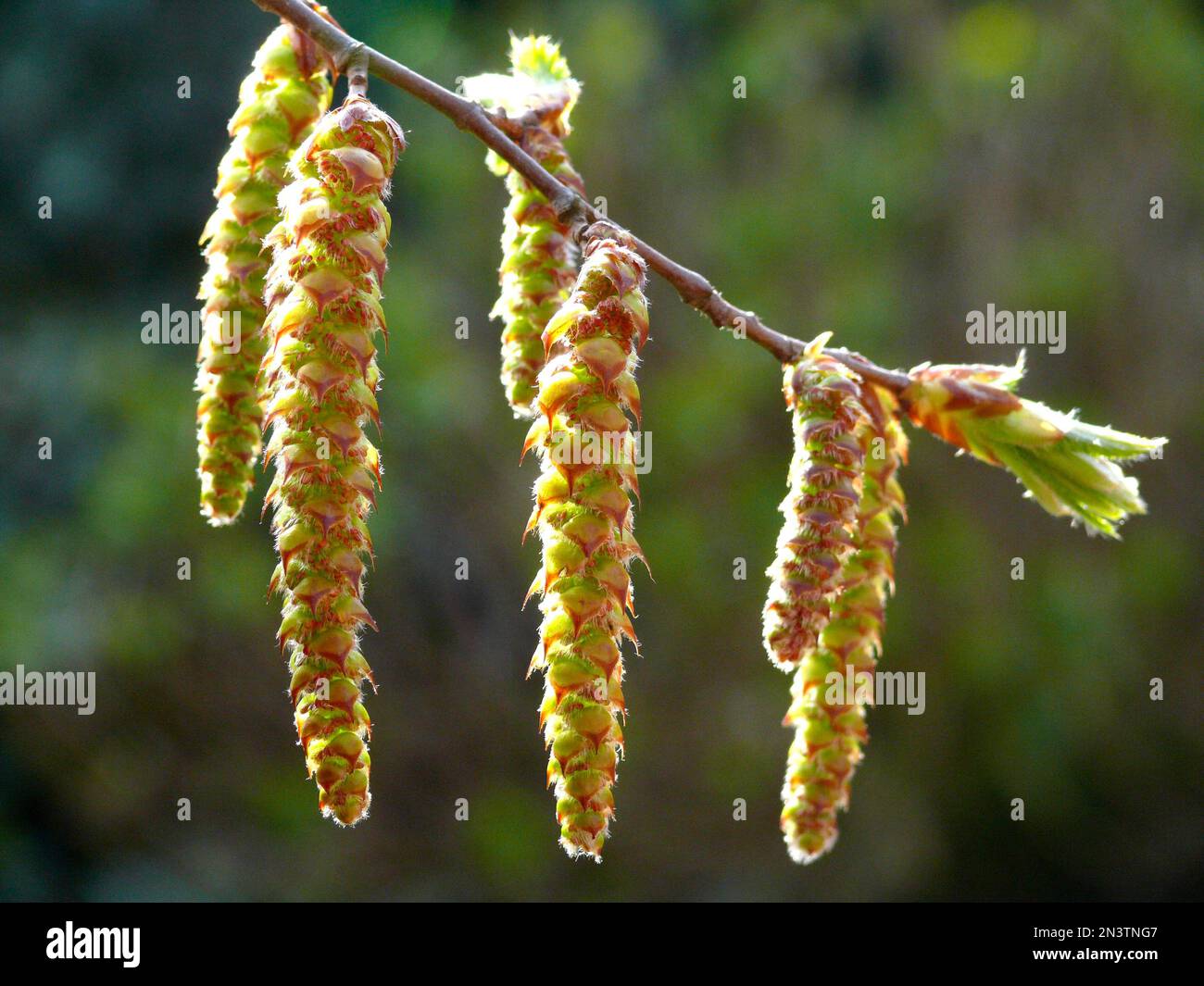 Alder catkin, alder blossom of black alder (Alnus glutinosa), black ...