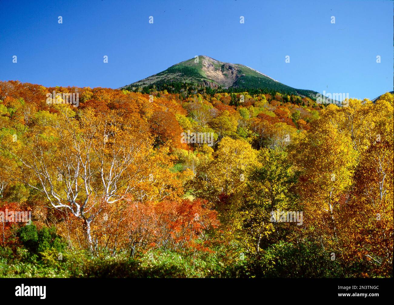 Autumn Forest and Mount Hakoda, Akita, Japan Stock Photo - Alamy