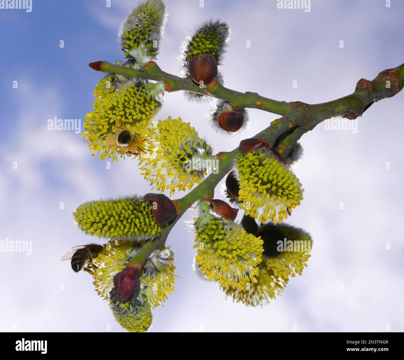 Willow in flower, willow catkins, spring bloomers, sal goat willow ...