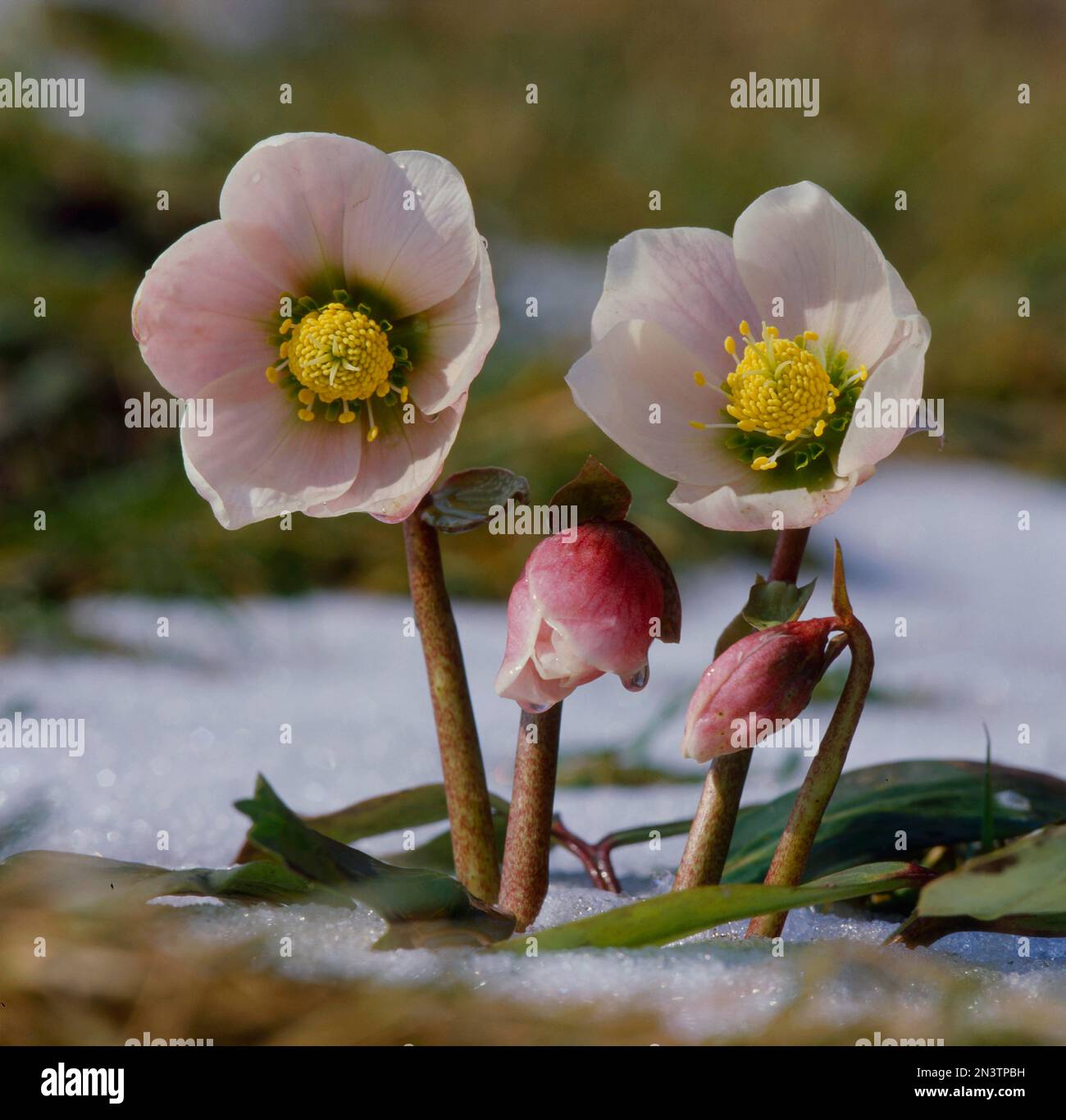 Snow Roses (Christ Roses) with Snow in the hellebore (Helleborus) niger ...