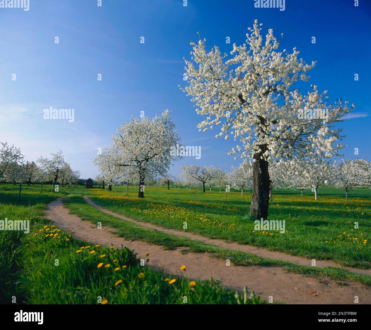 Orchard Meadow in Franconian Switzerland Blossoms Trees Fruit Trees Way ...