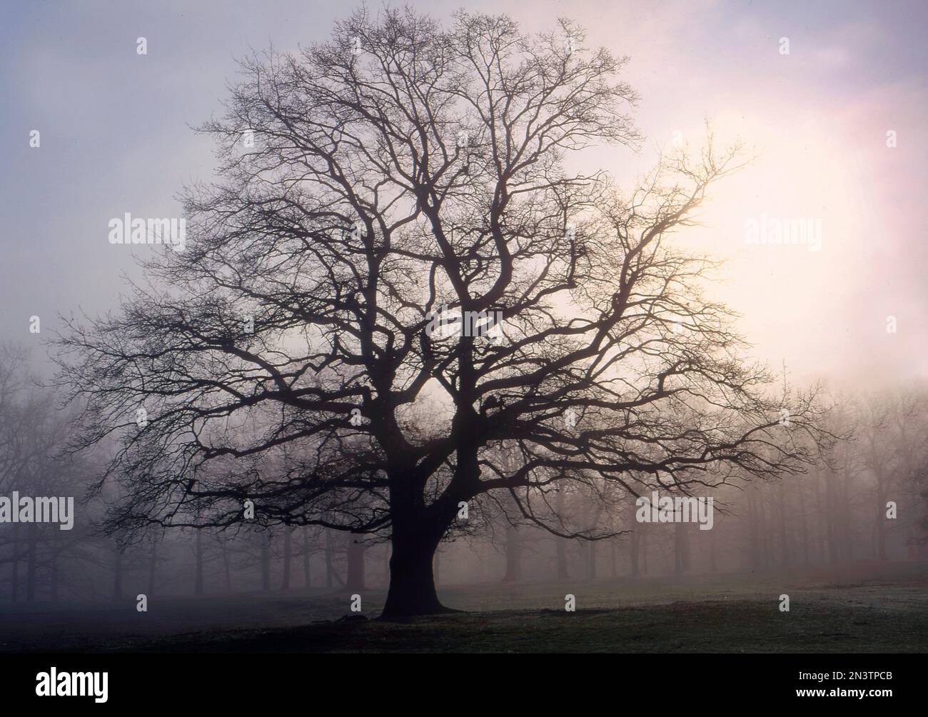 Autumnal winter wintry sunlight nature hi-res stock photography and ...