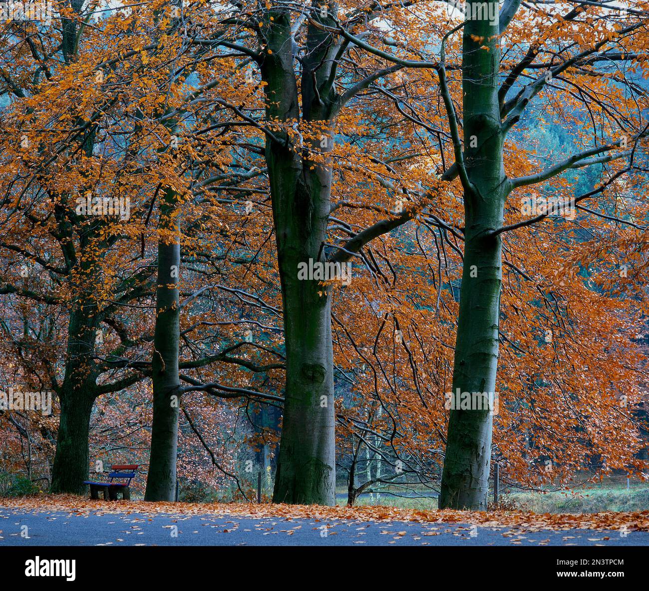 November leaf colour hi-res stock photography and images - Alamy