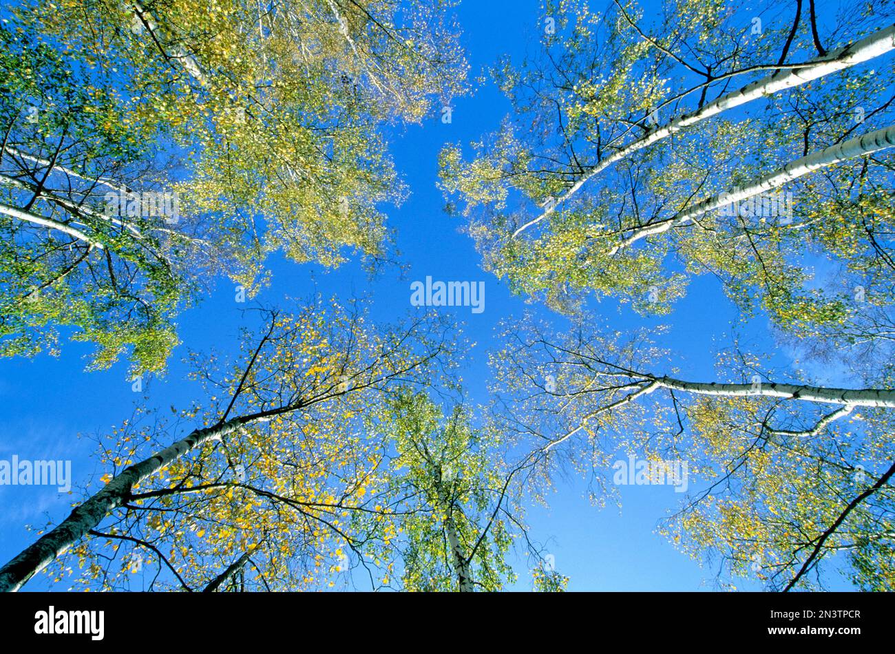 Autumn birches rise into the sky Stock Photo - Alamy