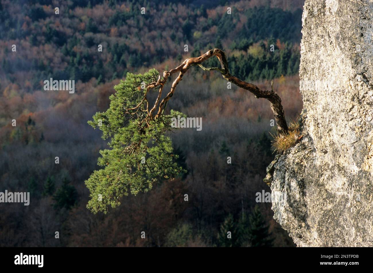 Latsche hi-res stock photography and images - Alamy