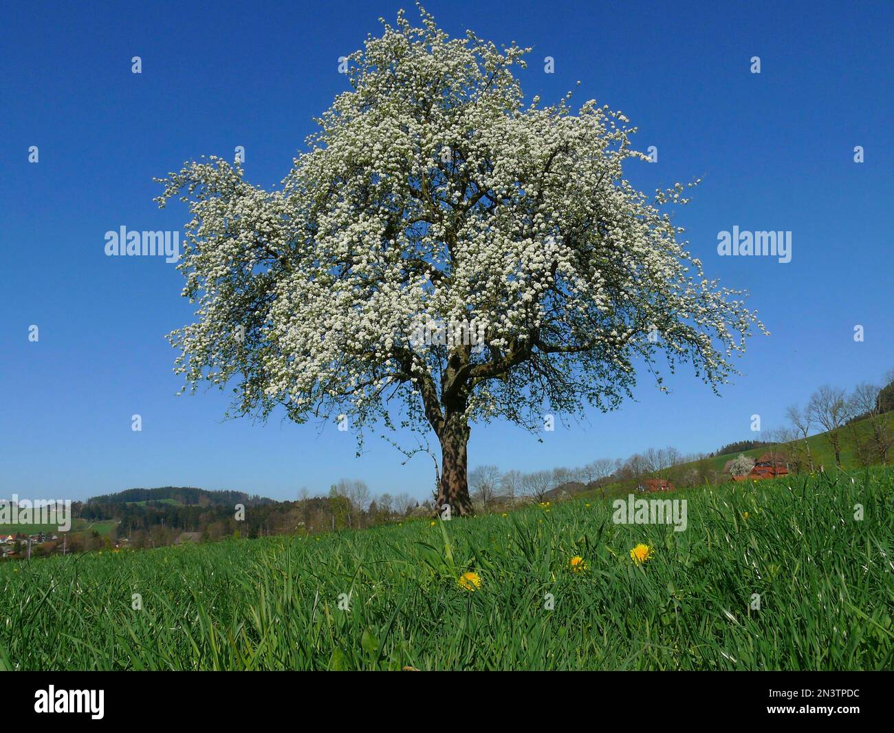 Cherry tree, blossoming in front of a farm in the Black Forest Stock ...