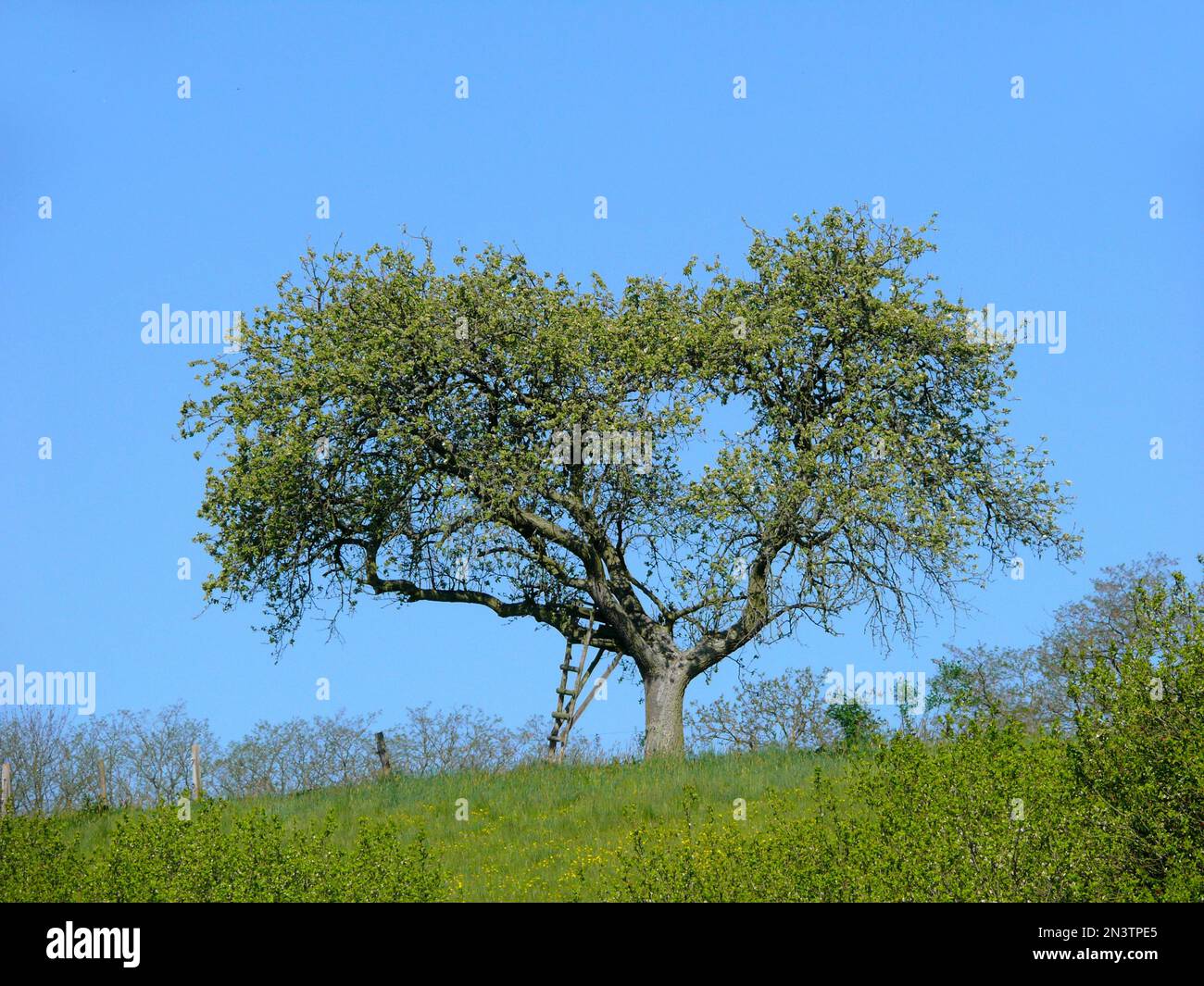 Apple tree with old wooden ladder in spring Stock Photo - Alamy