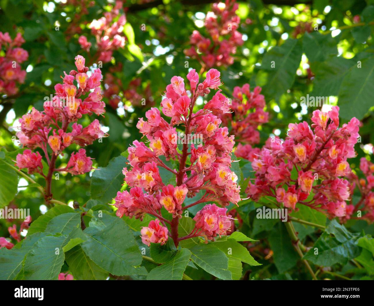 Aesculus x hi-res stock photography and images - Alamy