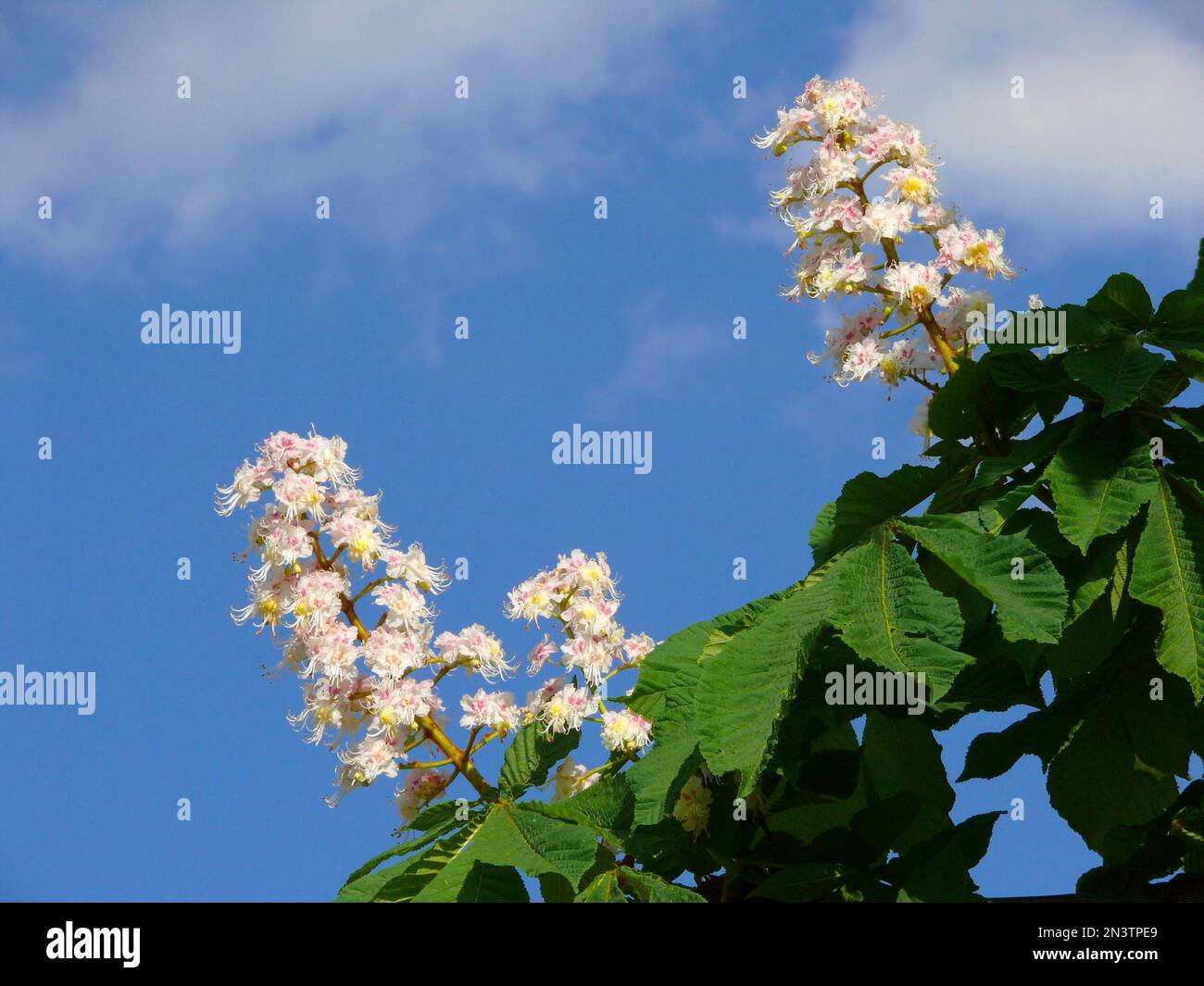 Horse Chestnut in flower, Common Horse Chestnut (Aesculus hippocastanum ...