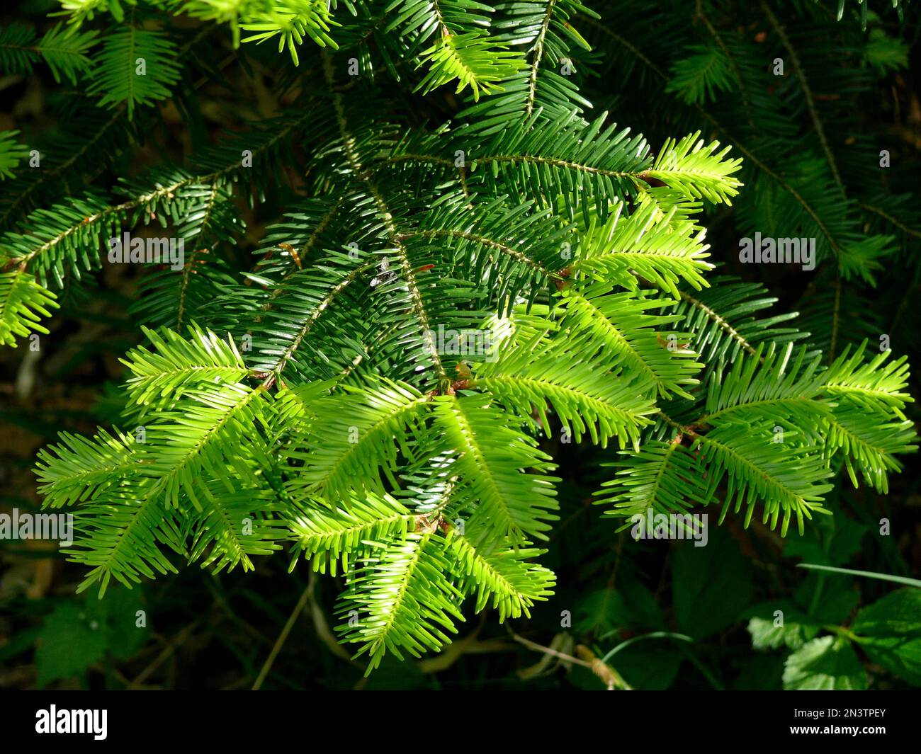 Branch of a pine tree, scots pine (Pinus sylvestris), Scots pine, Scots ...