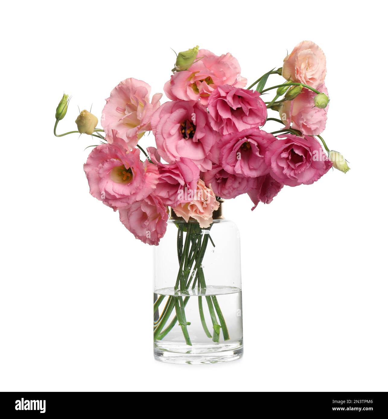 Beautiful pink Eustoma flowers in vase isolated on white Stock Photo ...