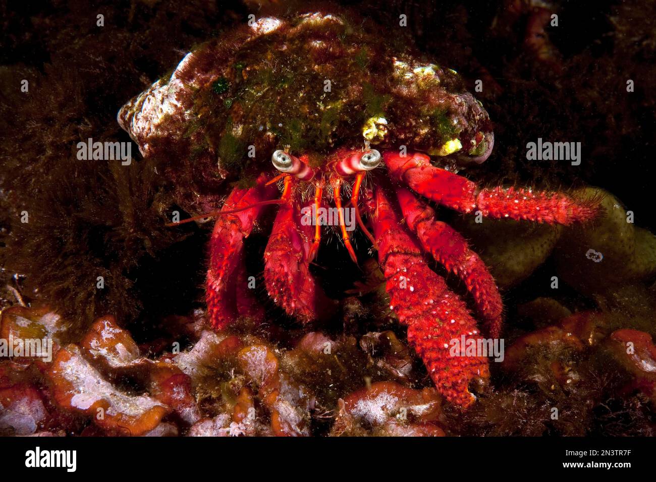 Striated hermit crab (Dardanus arrosor), Mediterranean Sea, Cabrera ...