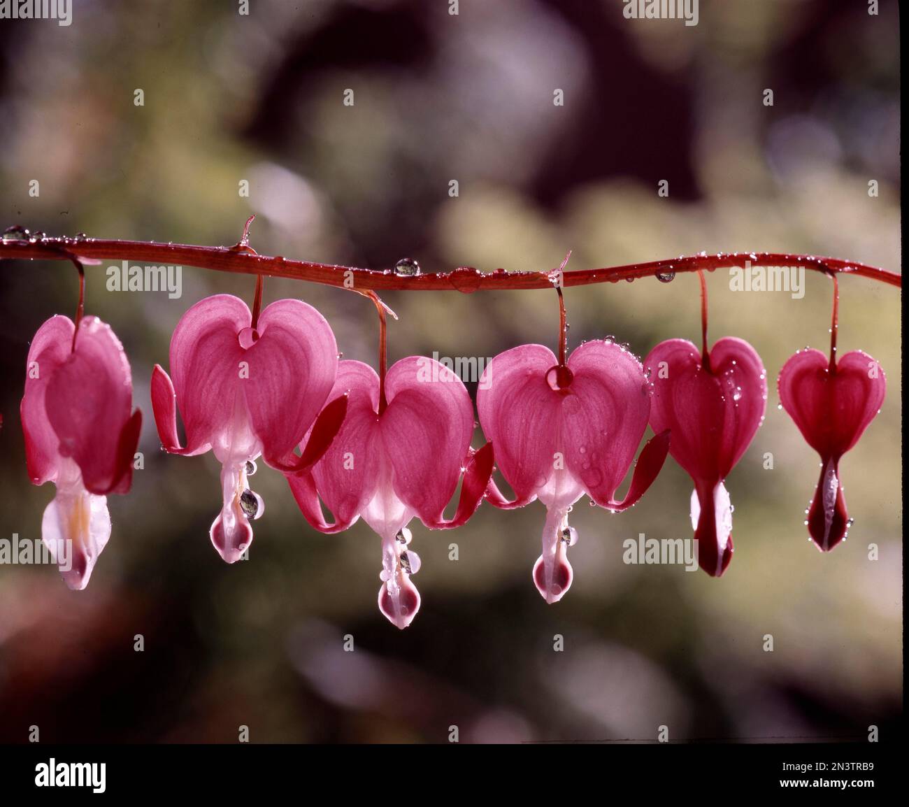 Lupine Flowers with Dewdrops Watering Heart Stock Photo - Alamy