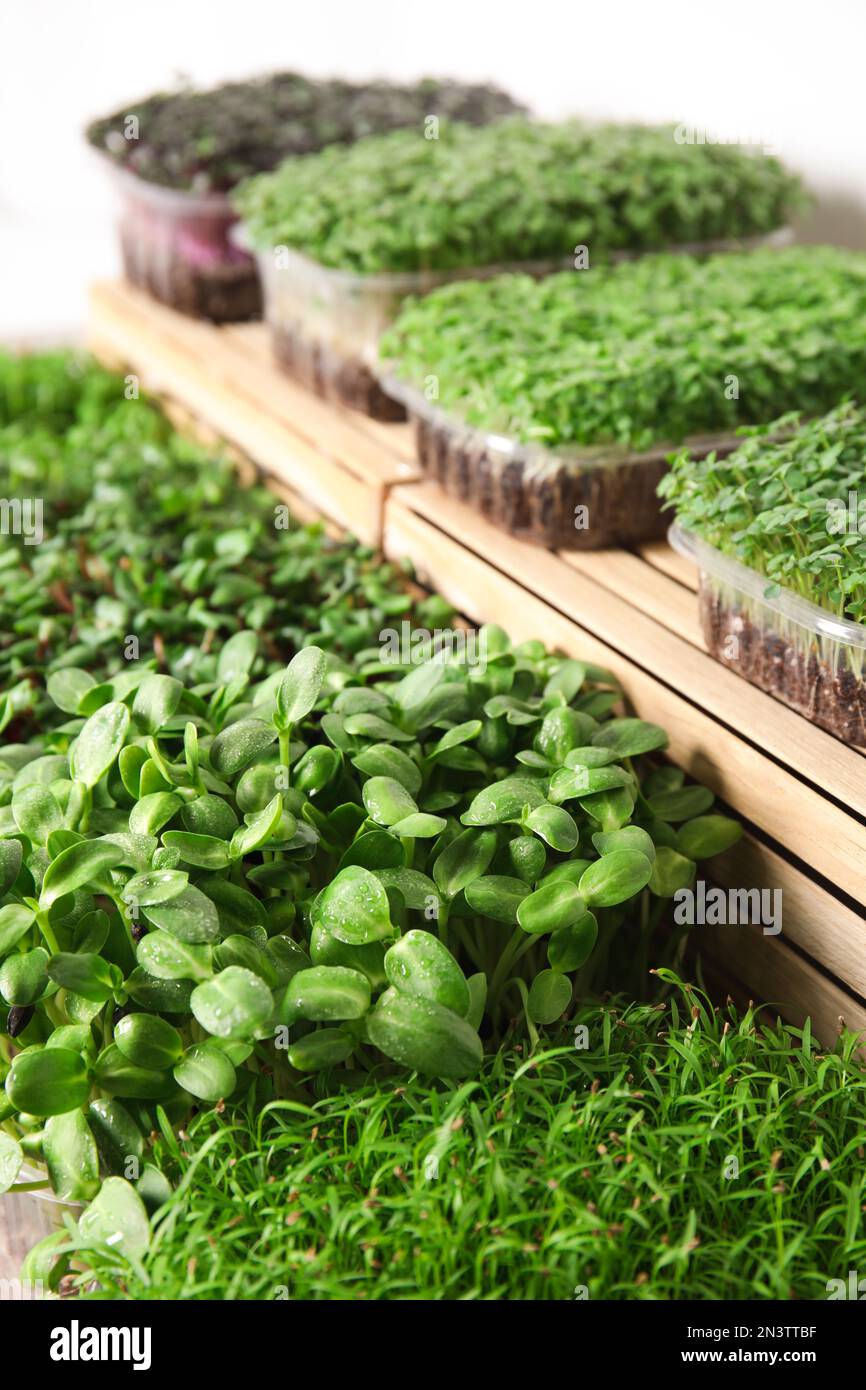 Fresh organic microgreens assortment near wooden crate Stock Photo - Alamy