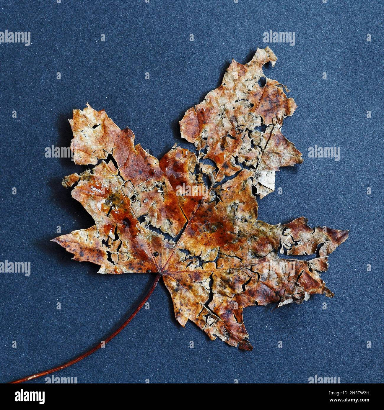 Rotten Mable Leaf, Province of Quebec, Canada Stock Photo - Alamy