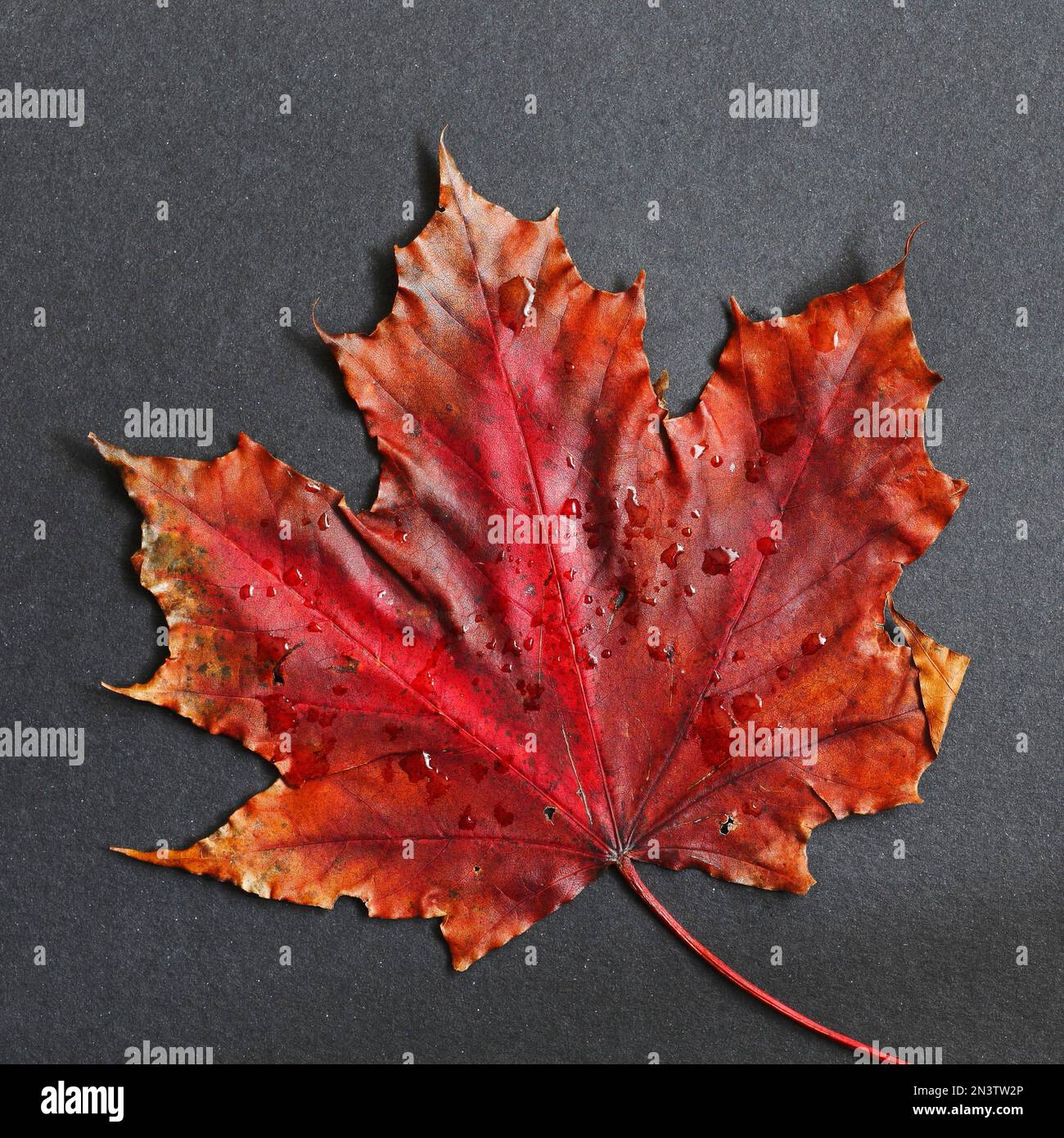 Canada maple leaf hi-res stock photography and images - Alamy