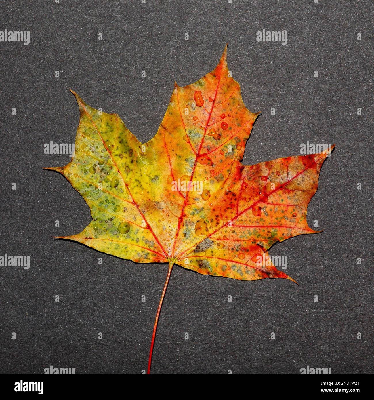 Canada maple leaf hi-res stock photography and images - Alamy