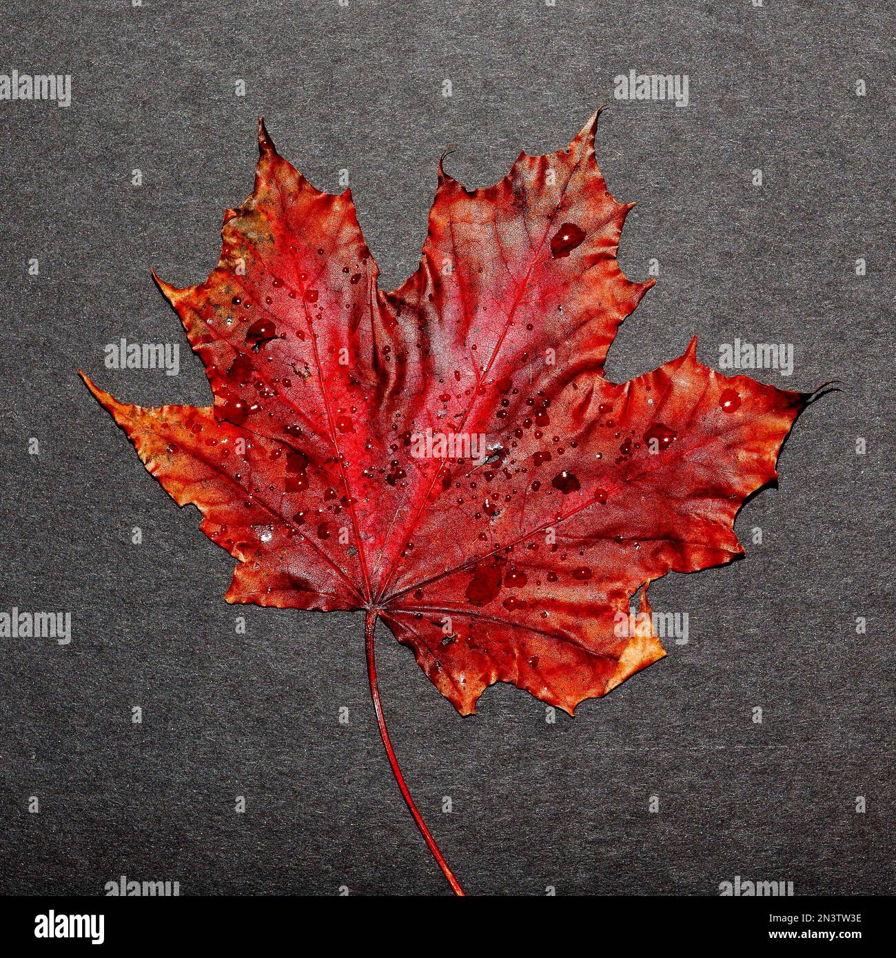 Colorful mable leaf hi-res stock photography and images - Alamy