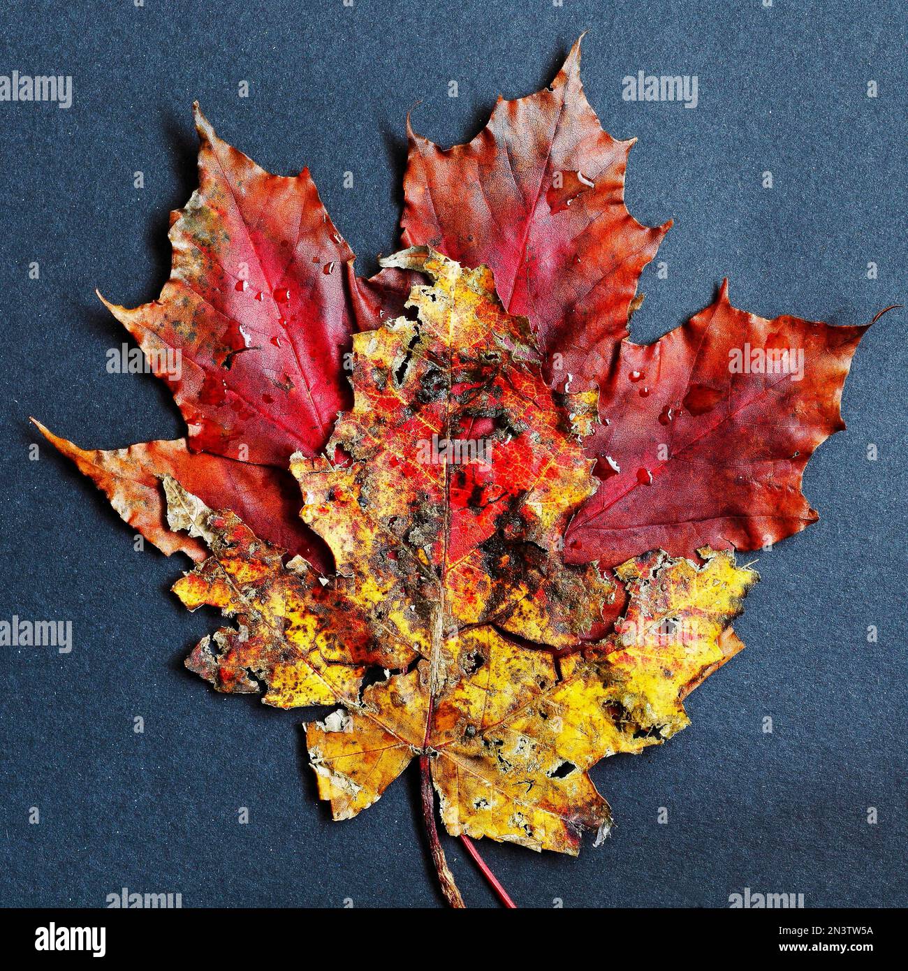 Colorful mable leaf hi-res stock photography and images - Alamy