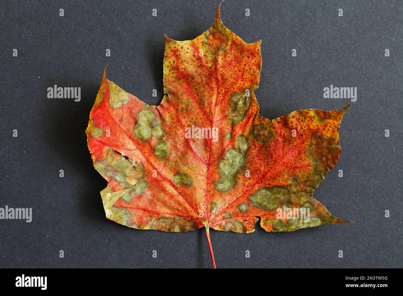 Colorful mable leaf hi-res stock photography and images - Alamy