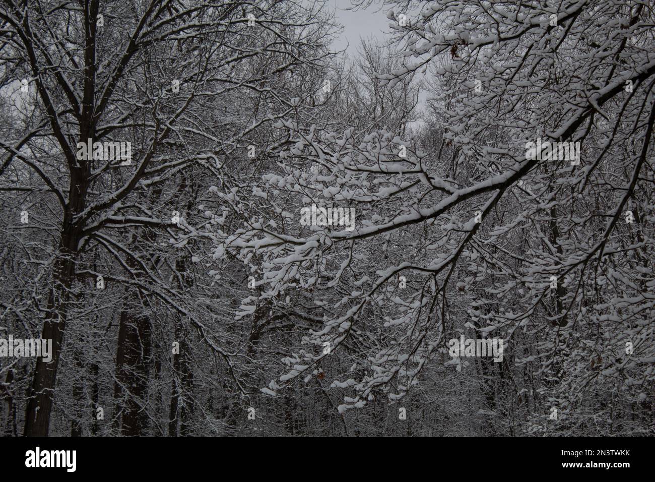 Trees in winter in Northeast Ohio Stock Photo - Alamy