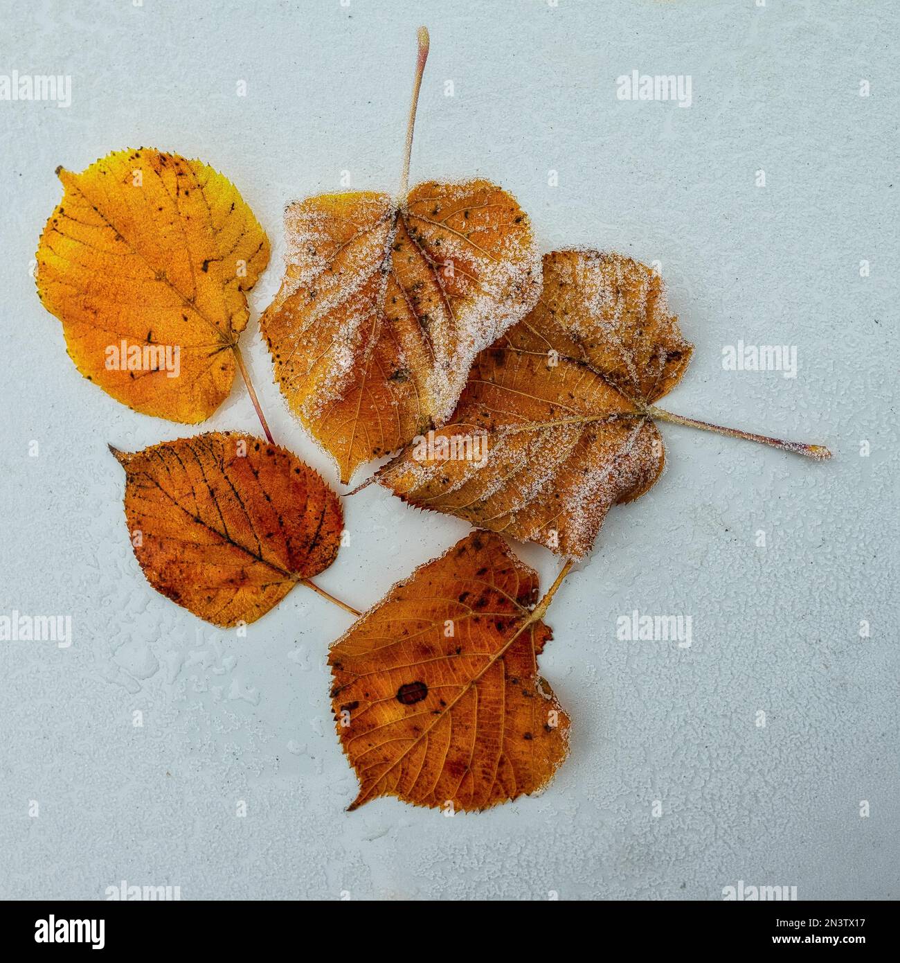 Autumn leaves on the ground in the first snow Stock Photo - Alamy