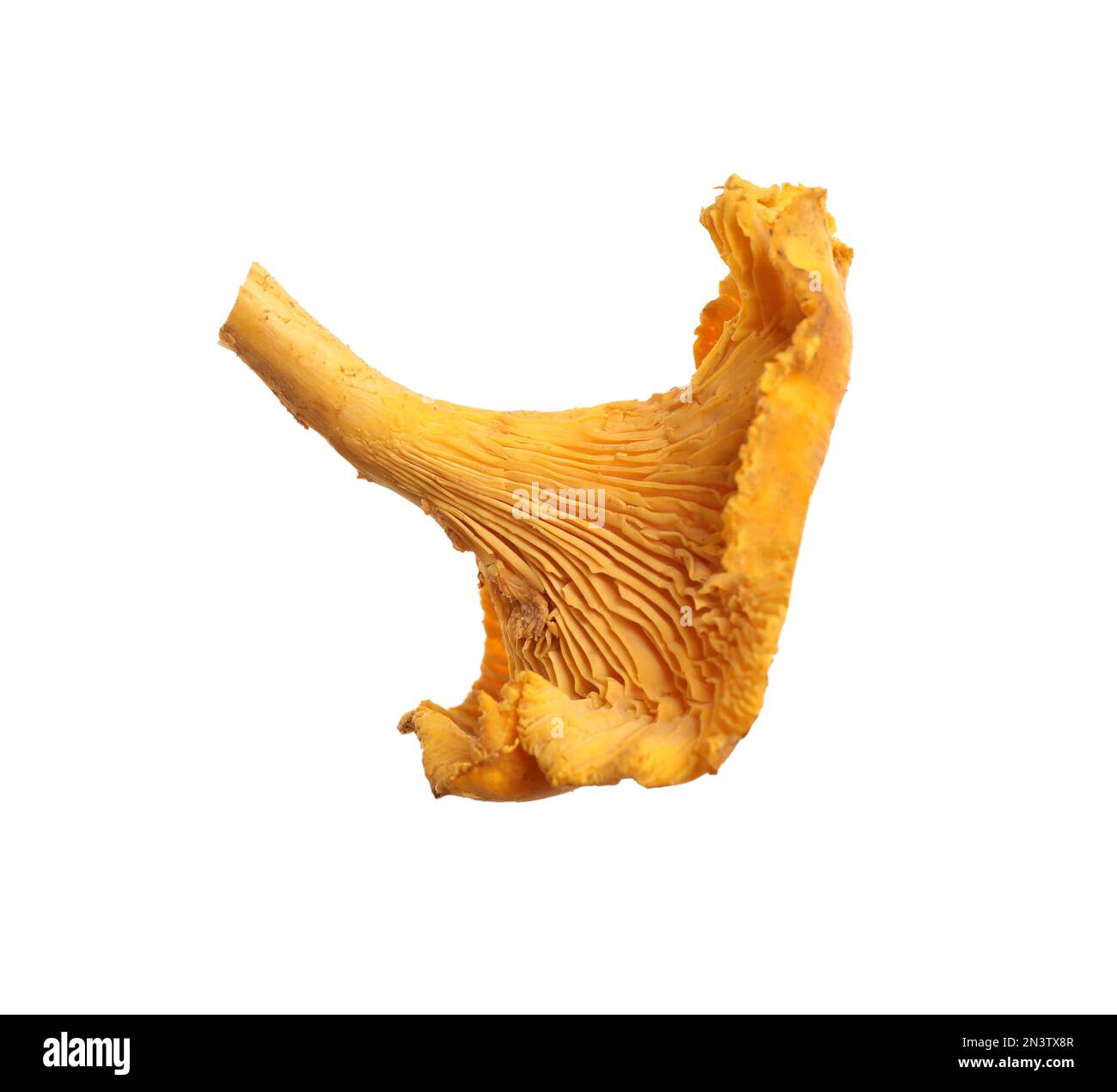 Single chanterelle mushroom on Cut Out Stock Images & Pictures - Alamy