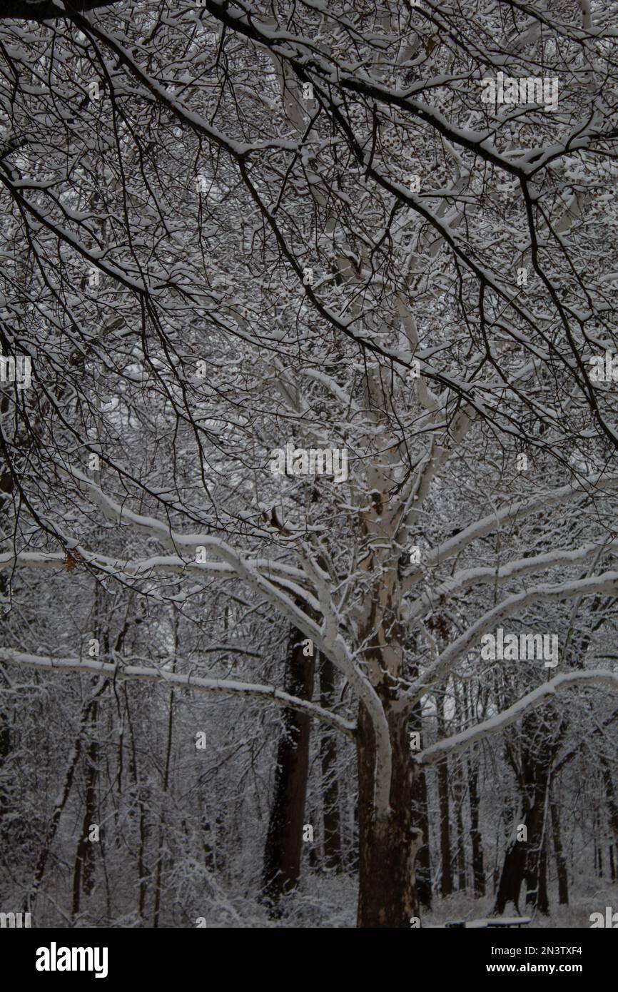 Trees in winter in Northeast Ohio Stock Photo - Alamy