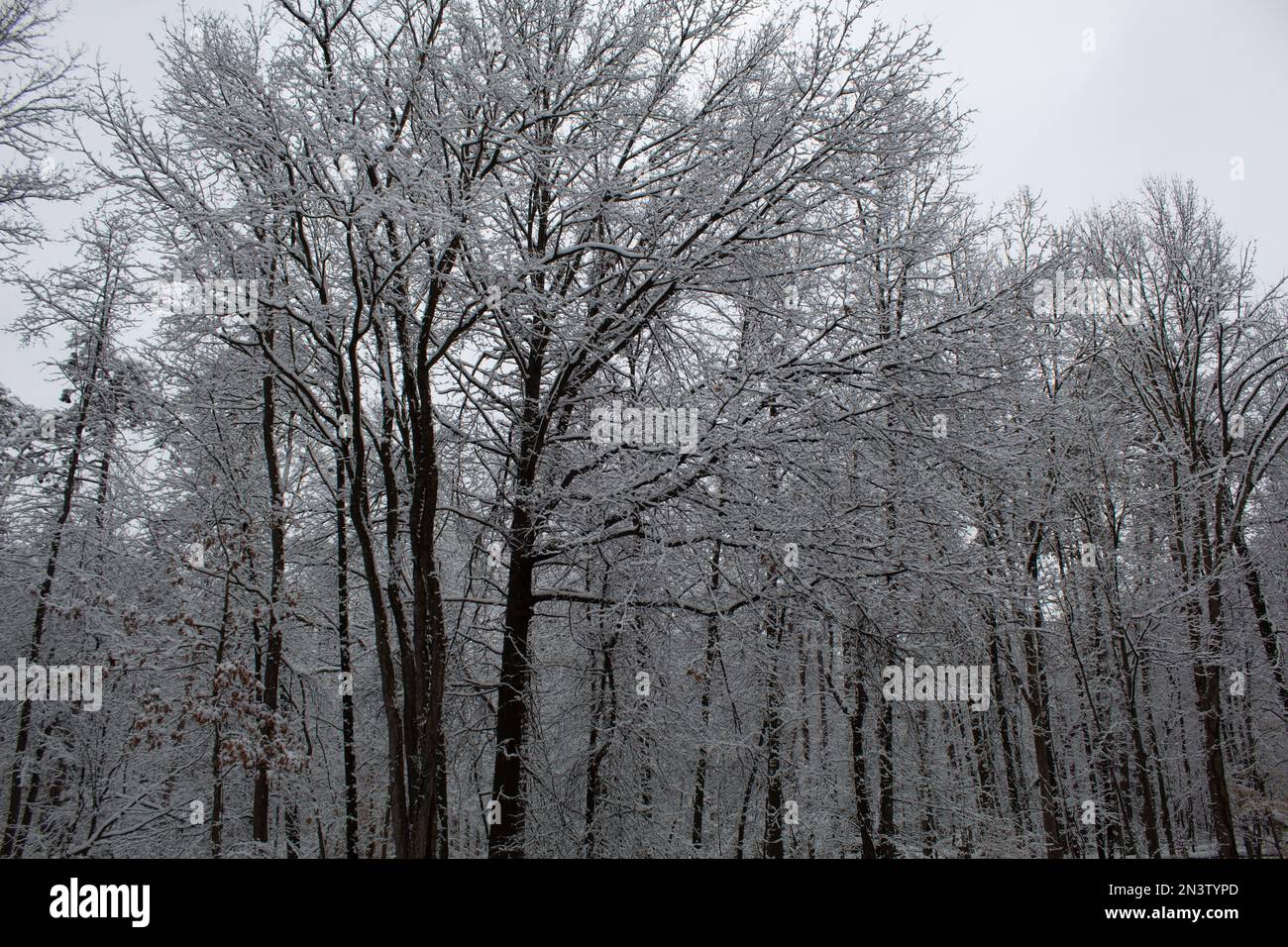 Trees in winter in Northeast Ohio Stock Photo - Alamy